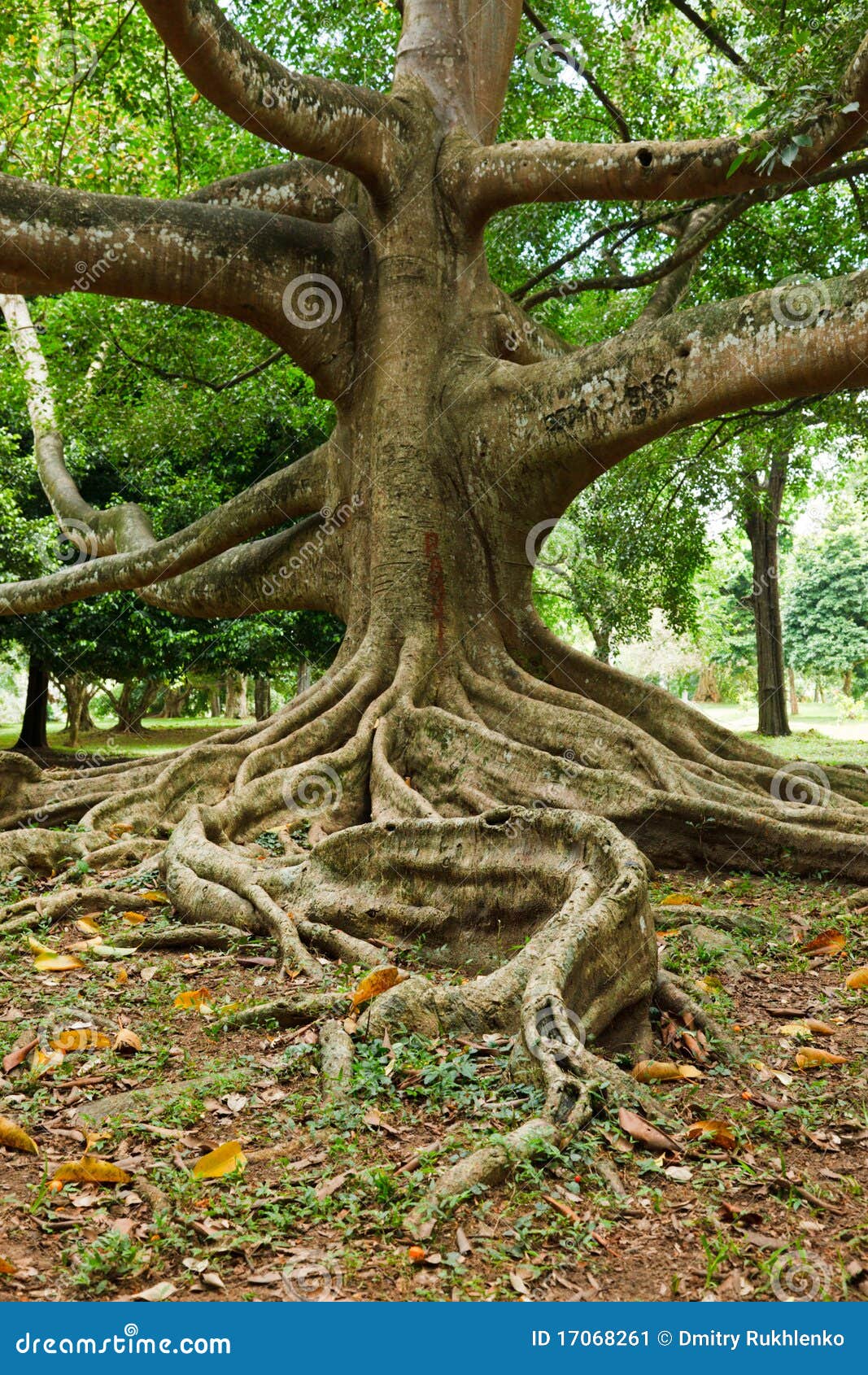 Radici Tropicali Dell'albero Immagine Stock - Immagine di esterno ...