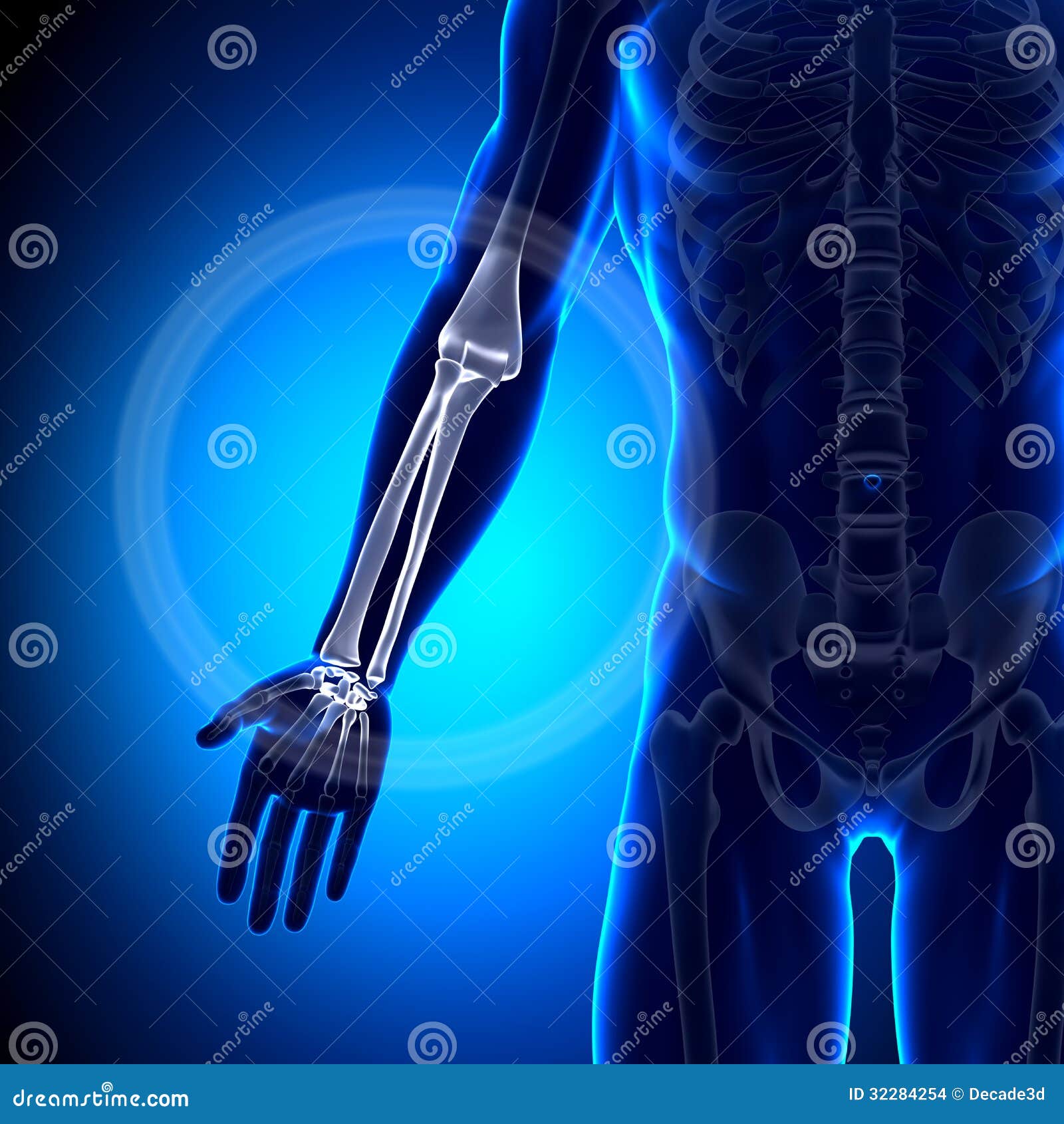 Radie/armbågsben - Anatomiben Stock Illustrationer - Illustration av ...