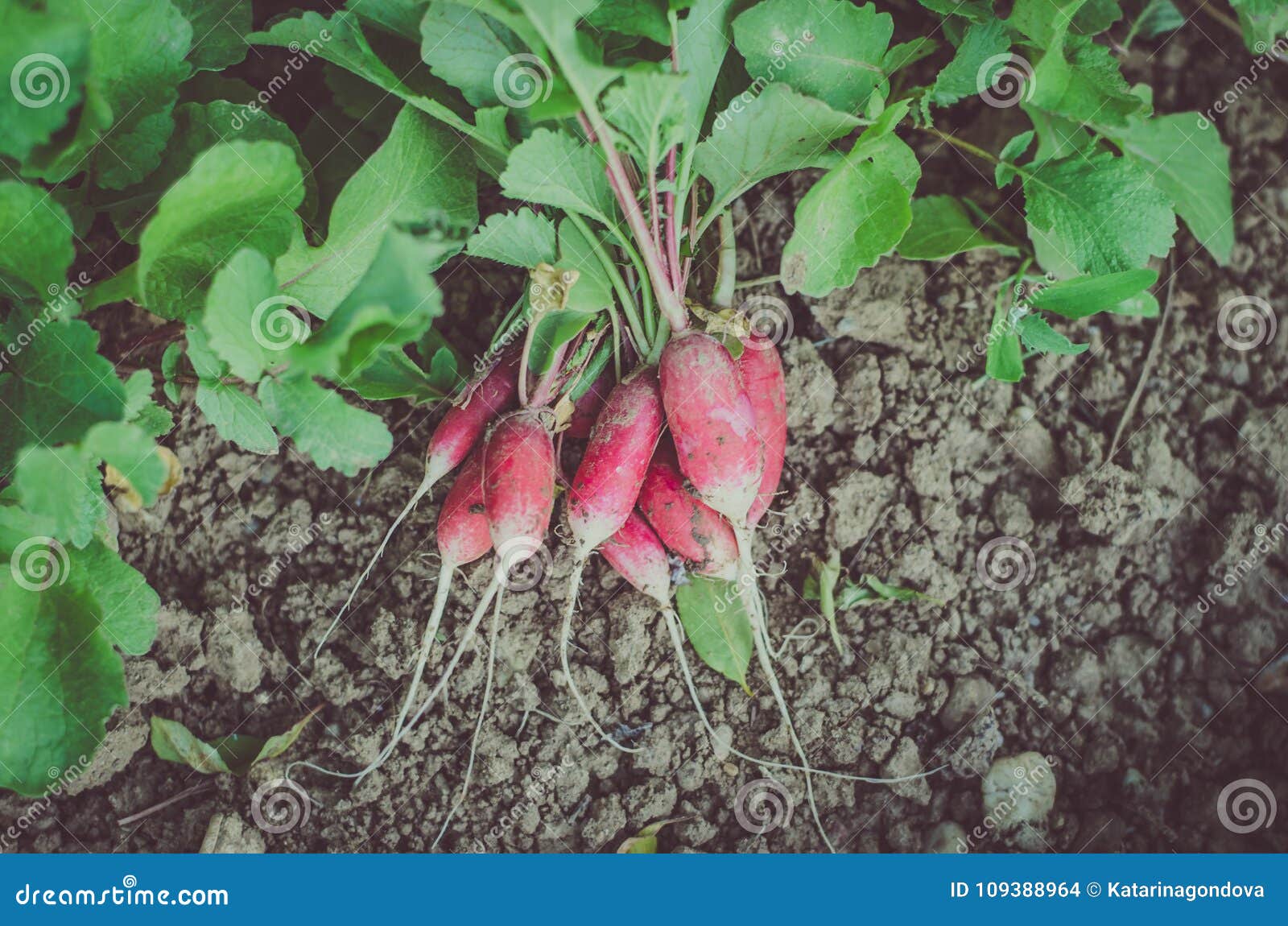 Radijs stock foto. Image of gezond, radijs, cultiveer - 109388964