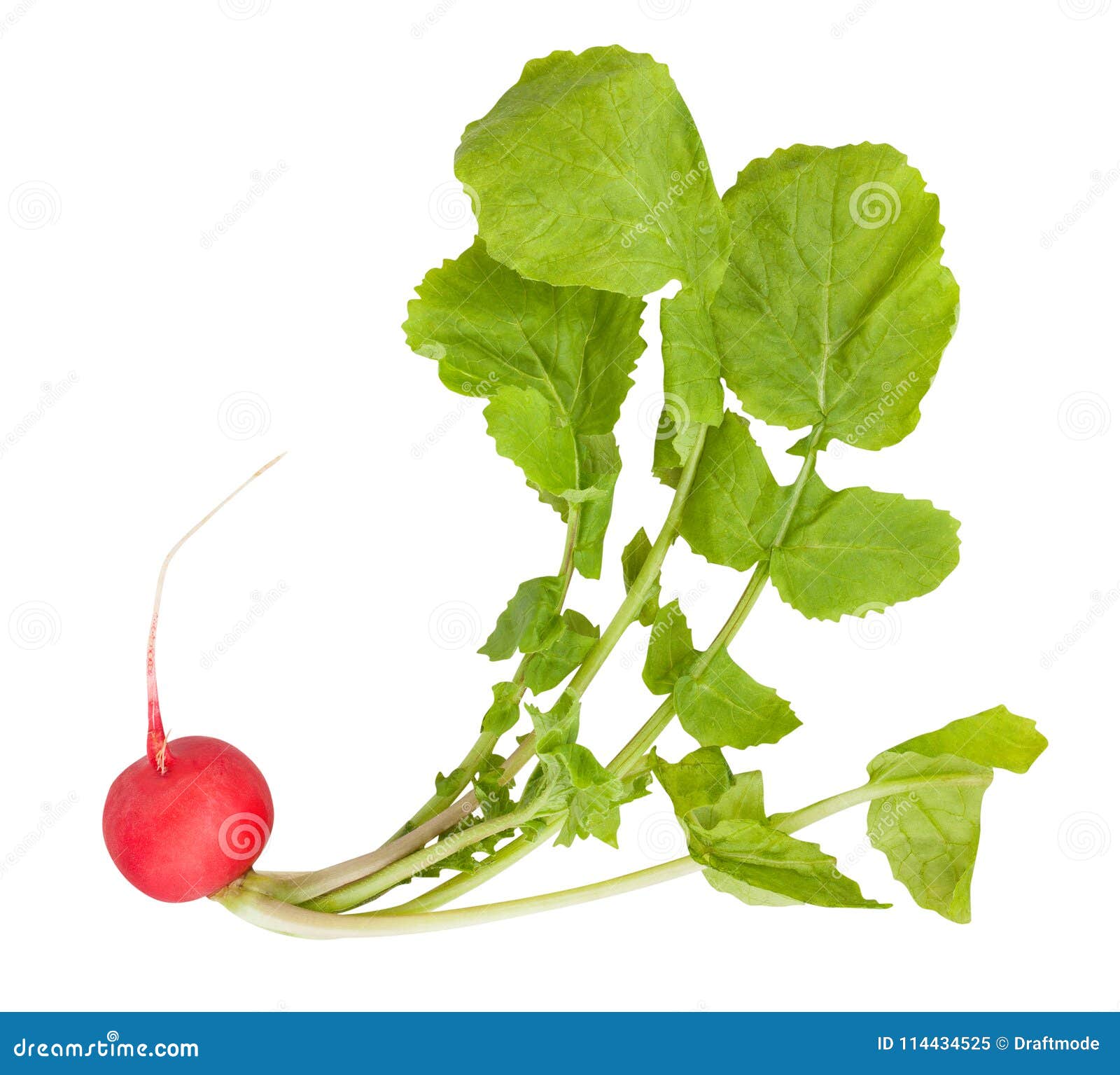 Radijs stock afbeelding. Image of voedsel, studio, radijzen - 114434525