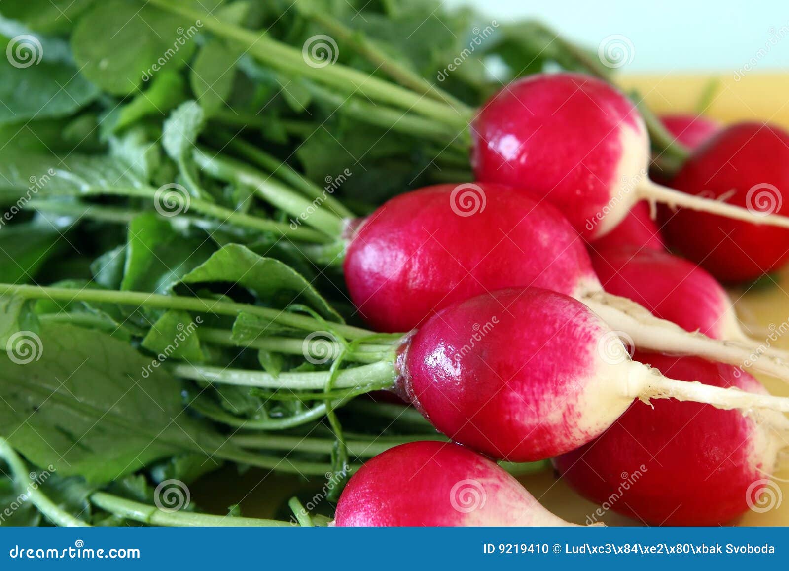 Radijs stock foto. Image of bladeren, gewas, plantaardig - 9219410