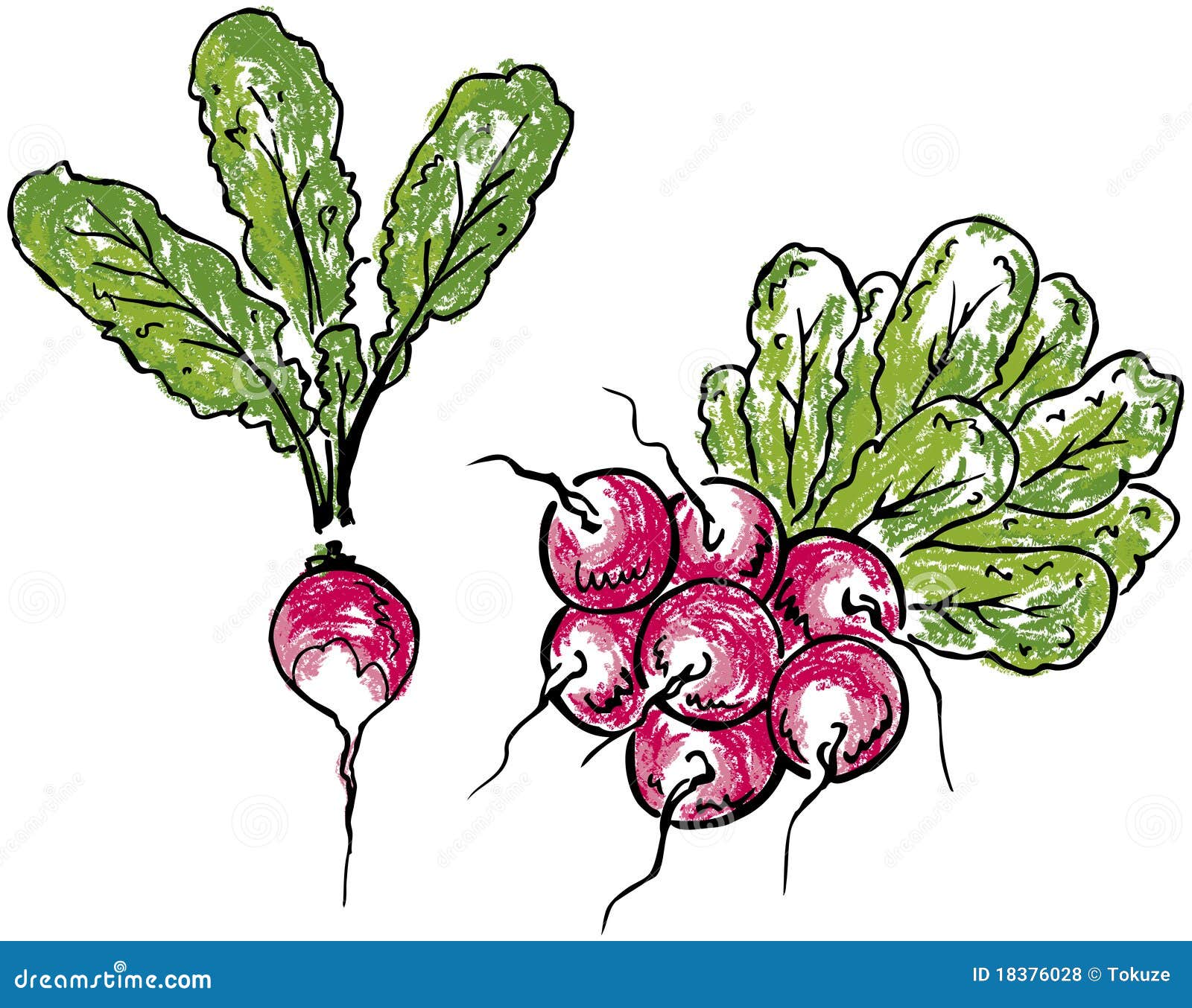 Radijs en bos van radijzen vector illustratie. Illustration of kleur ...