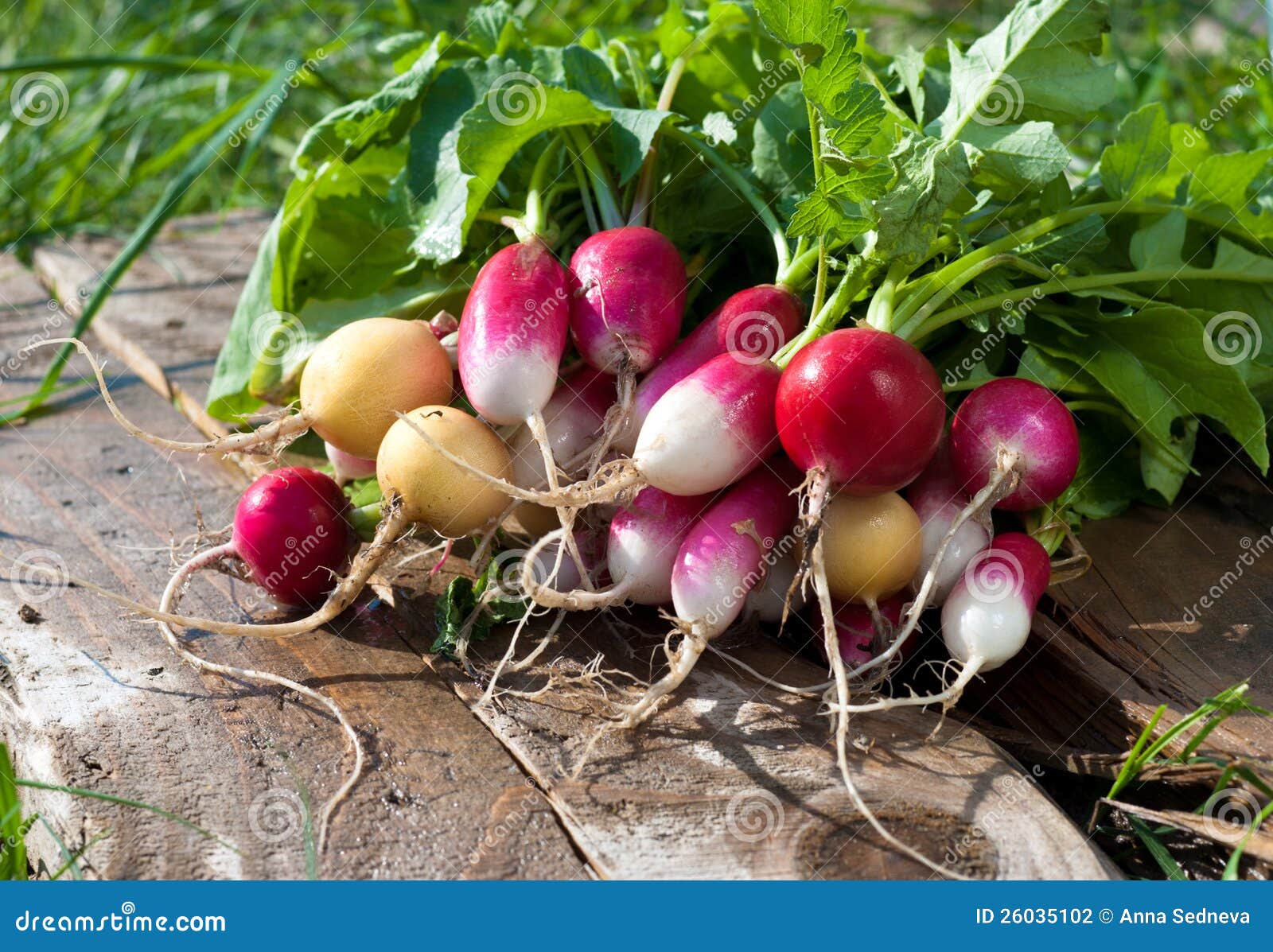 Radijzen stock foto. Image of gecultiveerd, ingrediënt - 26035102