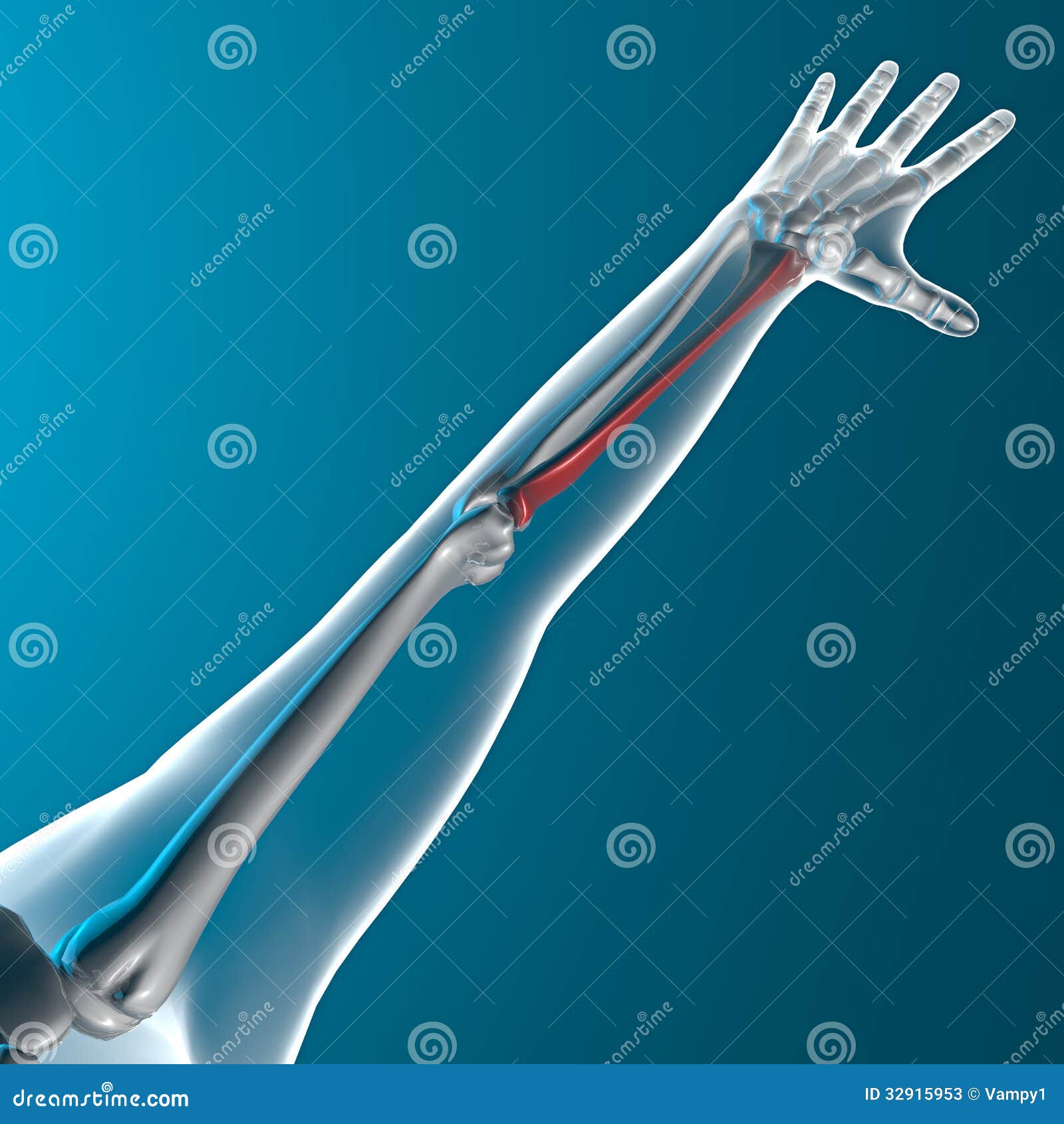 Radio Bone, X-ray Human Body Stock Illustration - Illustration of body ...
