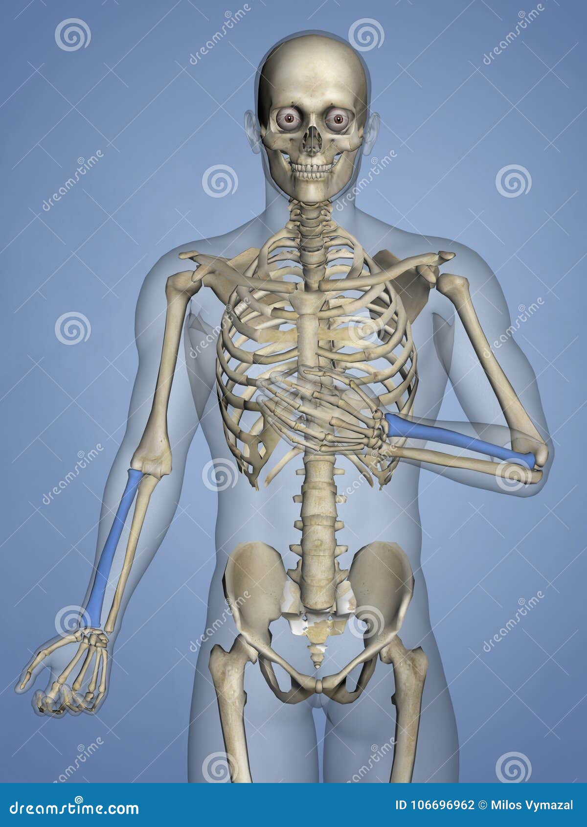 Radio, Esqueleto Humano, Modelo 3D Stock de ilustración - Ilustración ...