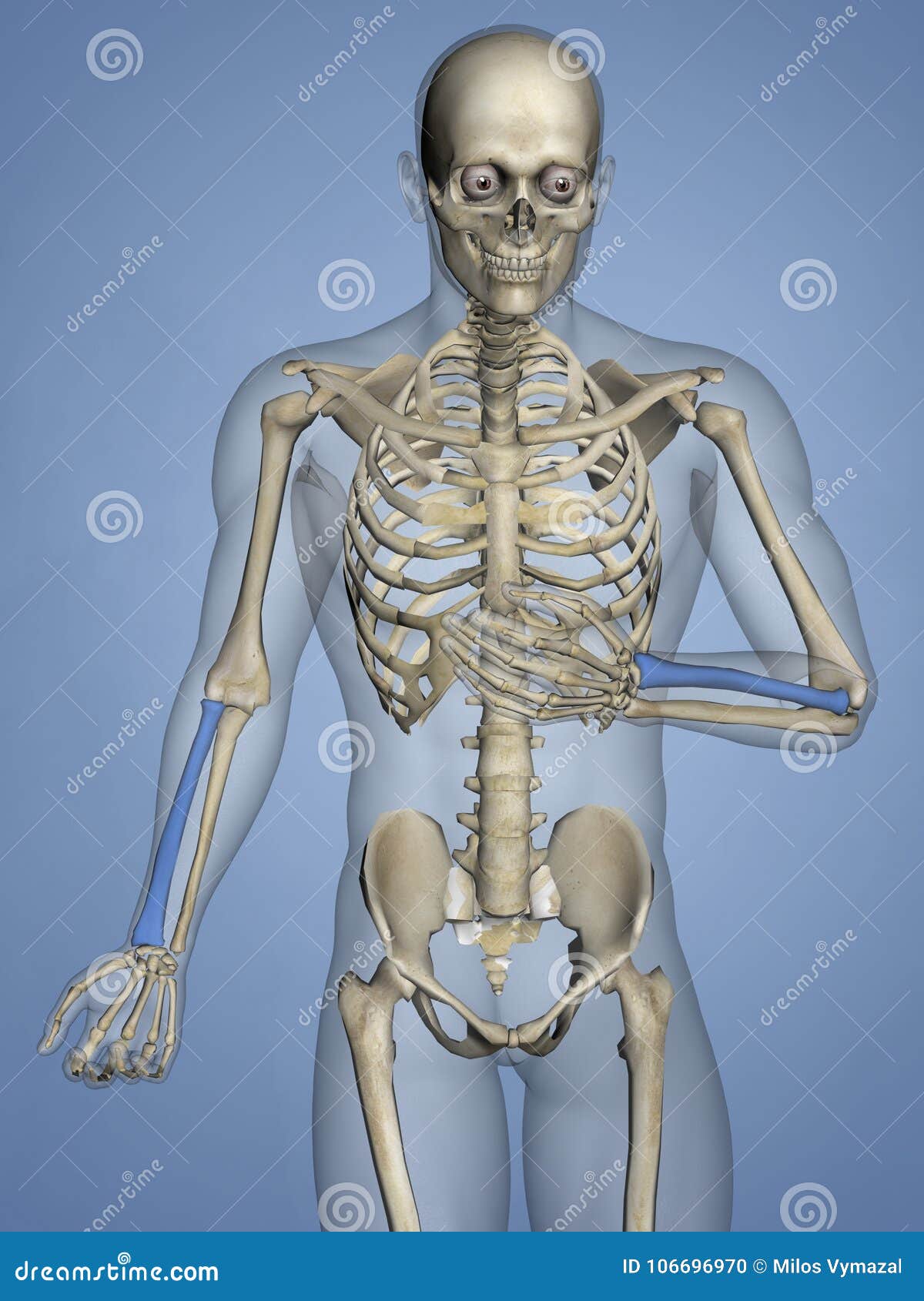 Radio, Esqueleto Humano, Modelo 3D Stock de ilustración - Ilustración ...