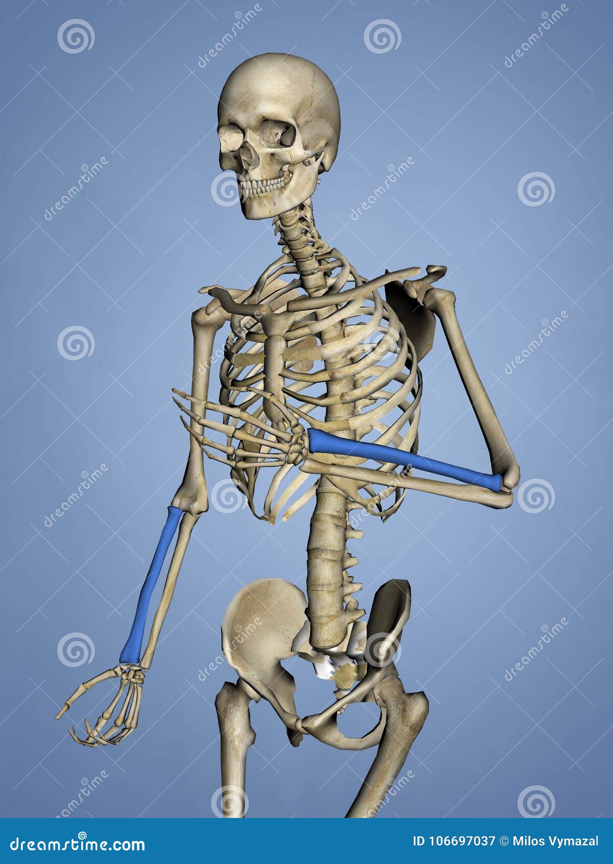 Radio, Esqueleto Humano, Modelo 3D Stock de ilustración - Ilustración ...