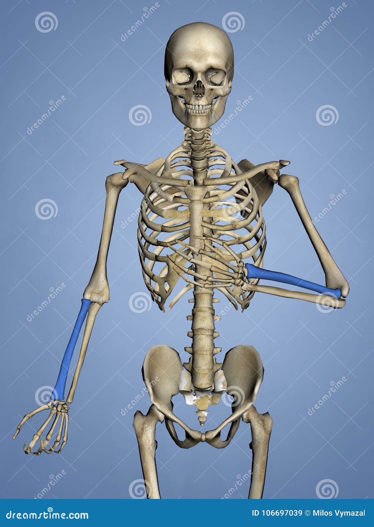 Radio, Esqueleto Humano, Modelo 3D Stock de ilustración - Ilustración ...