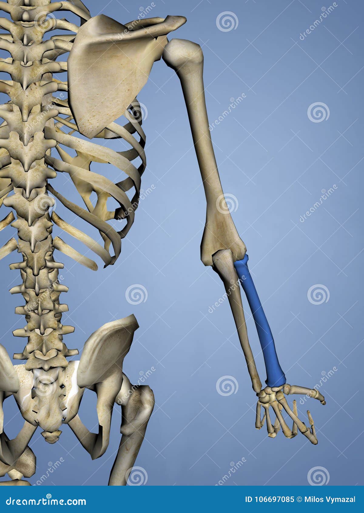 Radio, Esqueleto Humano, Modelo 3D Stock de ilustración - Ilustración ...