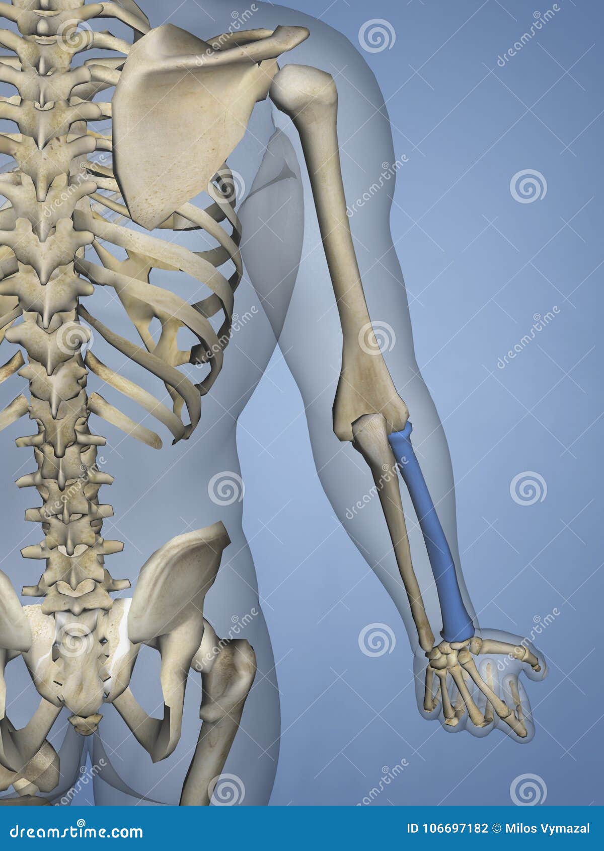 Radio, Esqueleto Humano, Modelo 3D Stock de ilustración - Ilustración ...