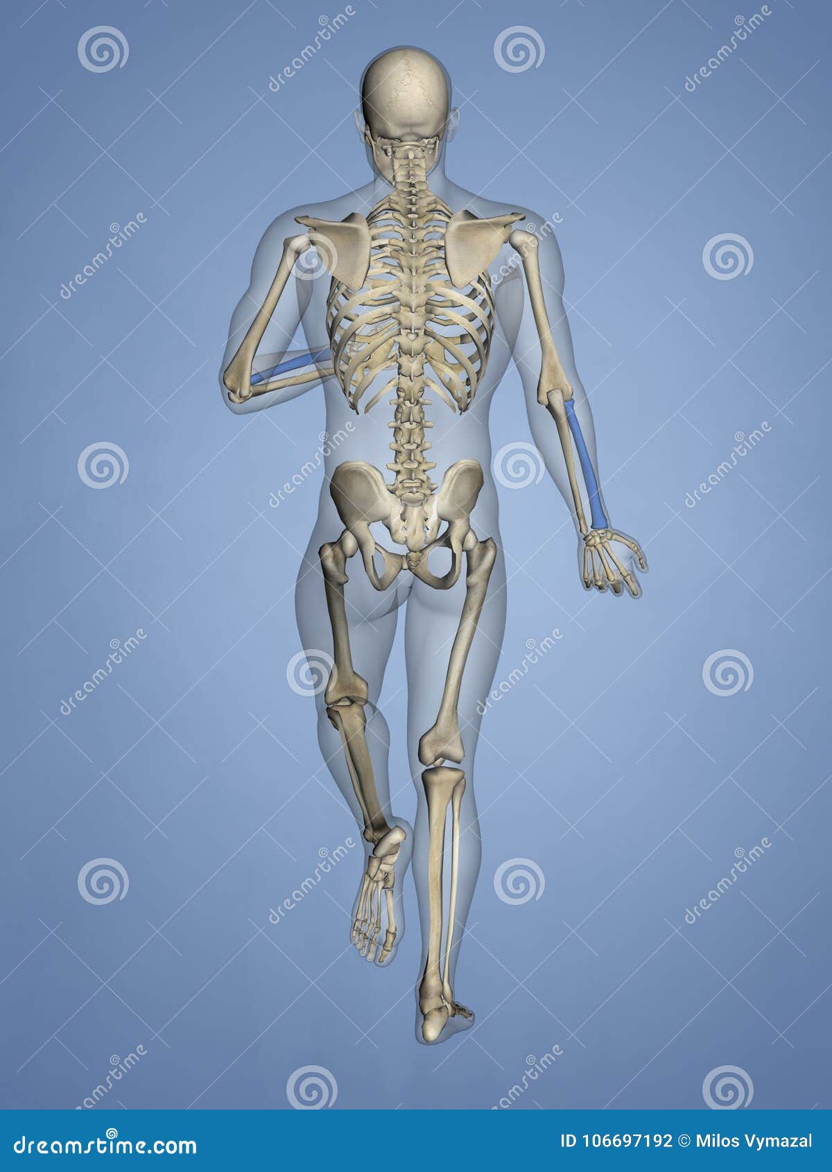 Radio, Esqueleto Humano, Modelo 3D Stock de ilustración - Ilustración ...