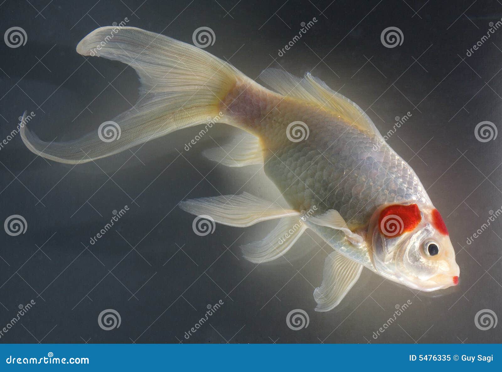 Radioactive fish stock image. Image of tail, fish, water - 5476335