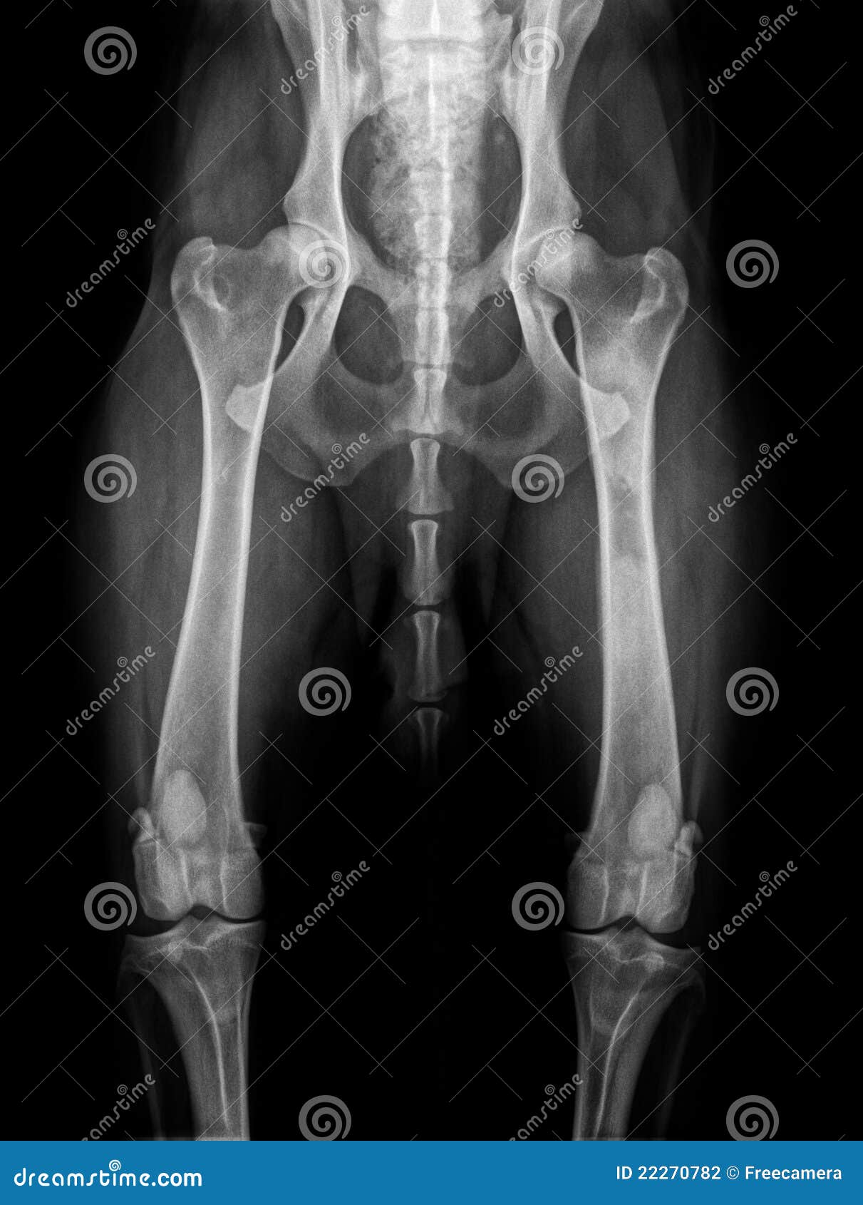 RADIOGRAFÍA De Una Pelvis Del Perro Foto de archivo - Imagen de ...