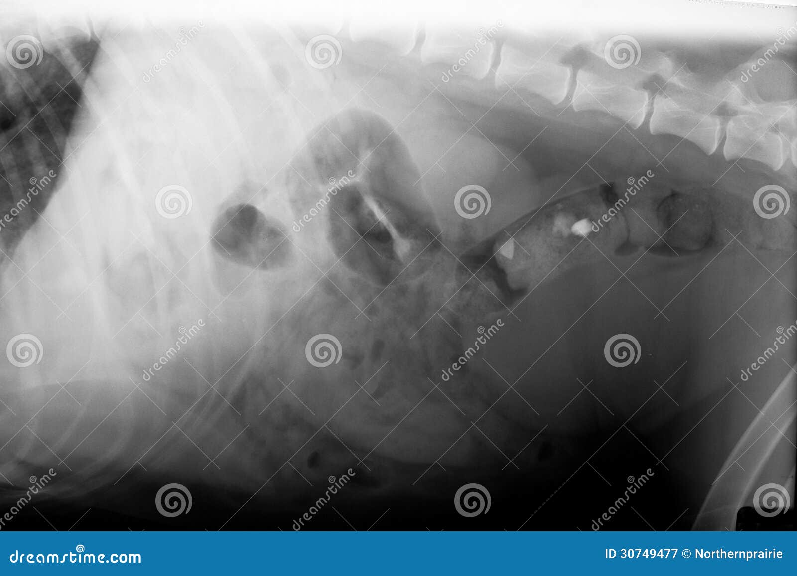 Radiografía Del Abdomen Del Perro Imagen de archivo - Imagen de spine ...