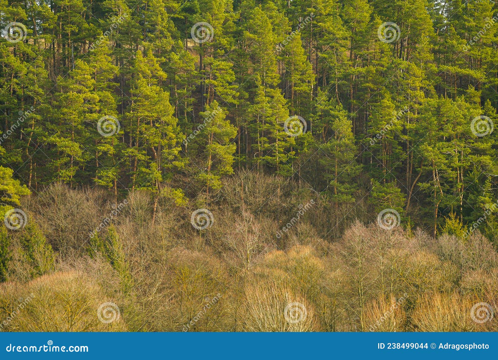 Radiography of the Forest. Different Types of Trees in Autumn Landscape ...