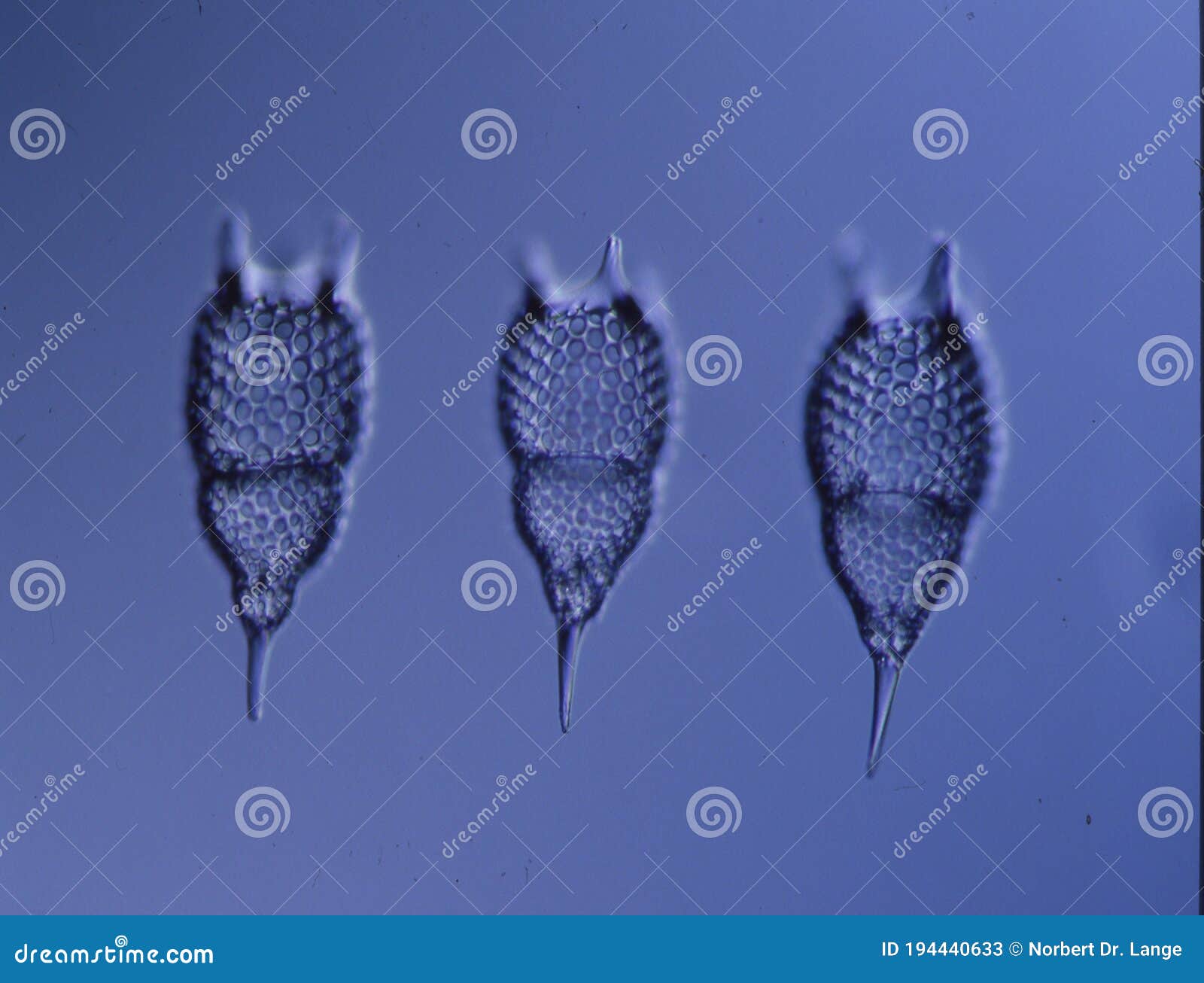 Radiolaria Microscope