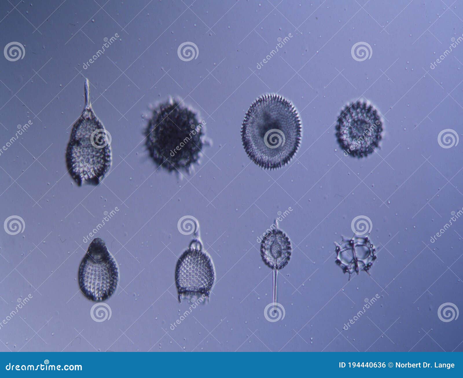 Radiolaria From The Sea Under The Microscope Royalty-Free Stock Image ...