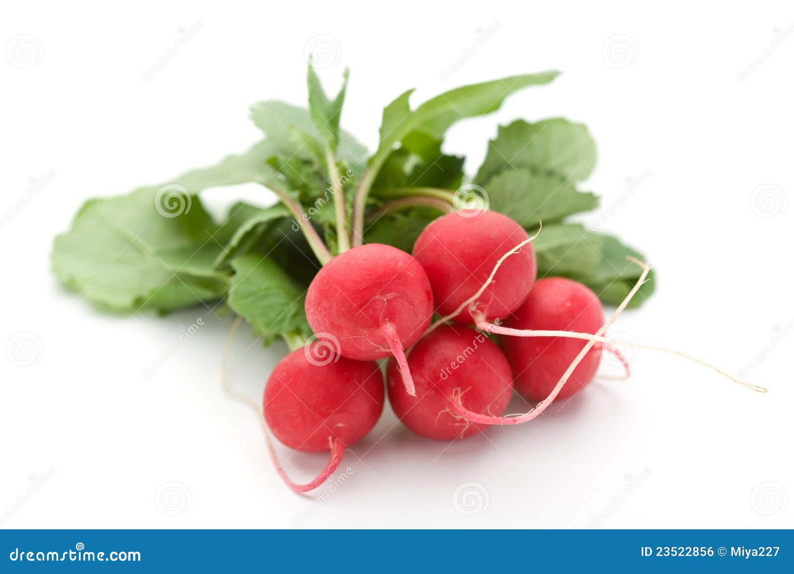 Radis photo stock. Image du végétarien, nutrition, frais - 23522856