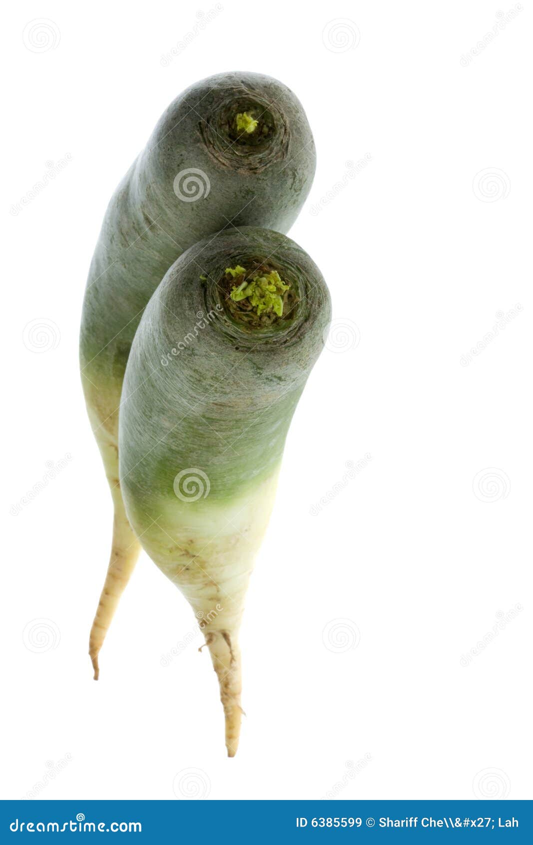 Radis Chinois Vert D'isolement Image stock - Image du détail, centrale ...