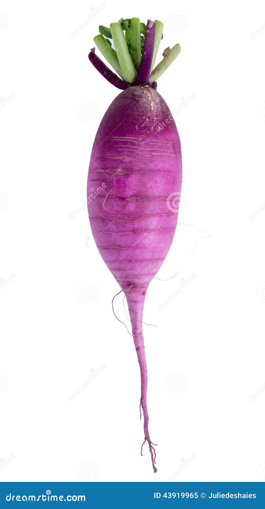 Radis pourpre de daikon image stock. Image du couleur - 43919965