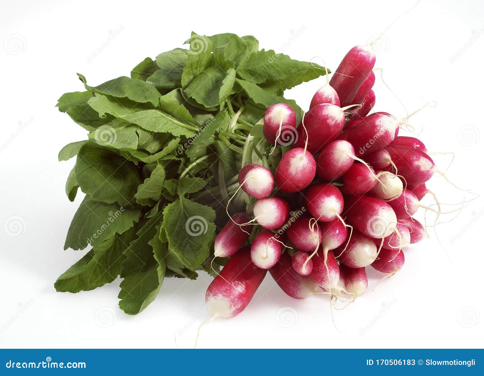 RADIS ROSE stock image. Image of restaurant, pink, vegetable - 170506183