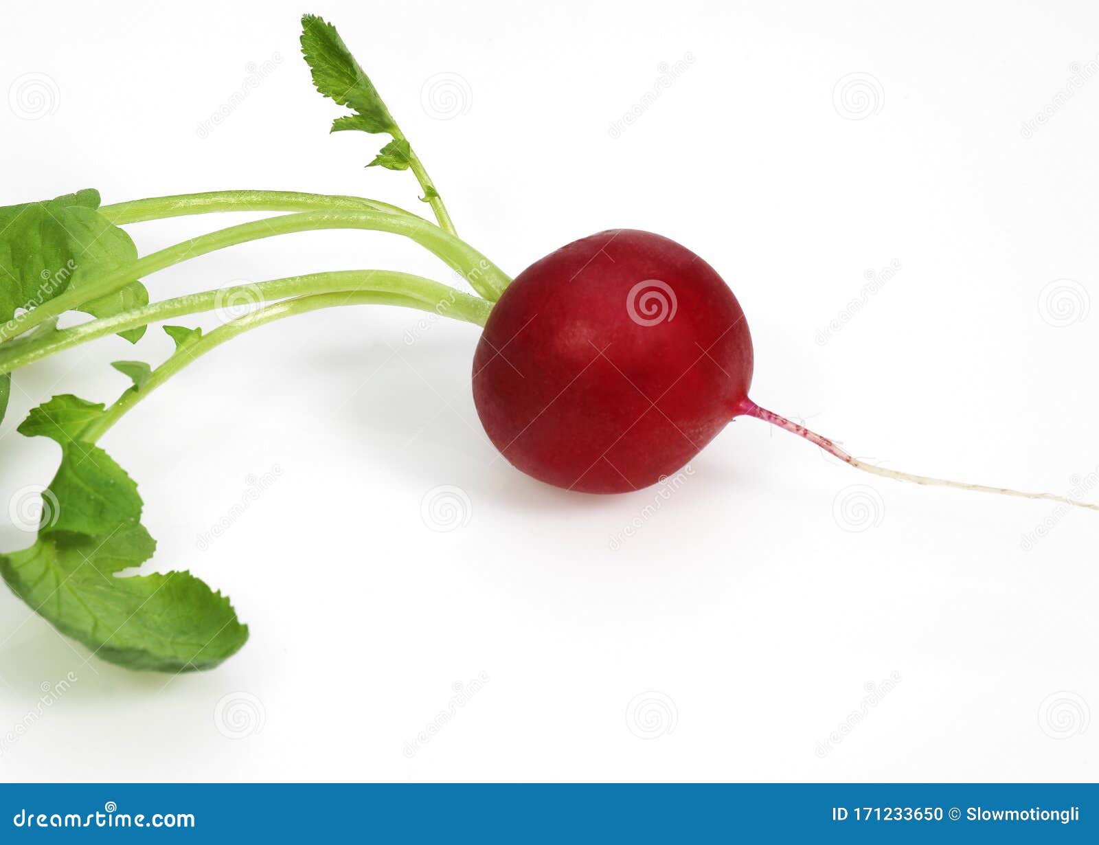 RADIS ROUGE stock photo. Image of indoor, sativus, radish - 171233650
