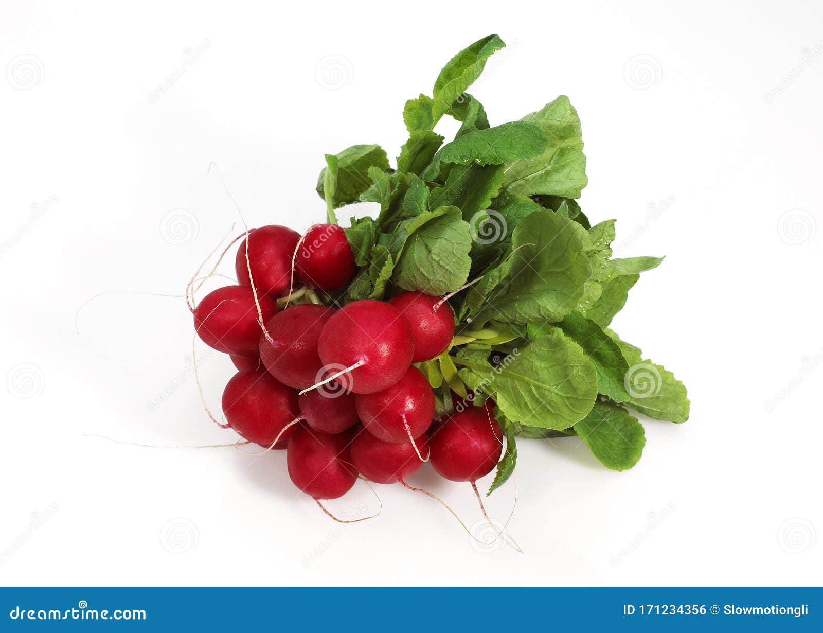 RADIS ROUGE stock photo. Image of radish, raphanus, botany - 171234356