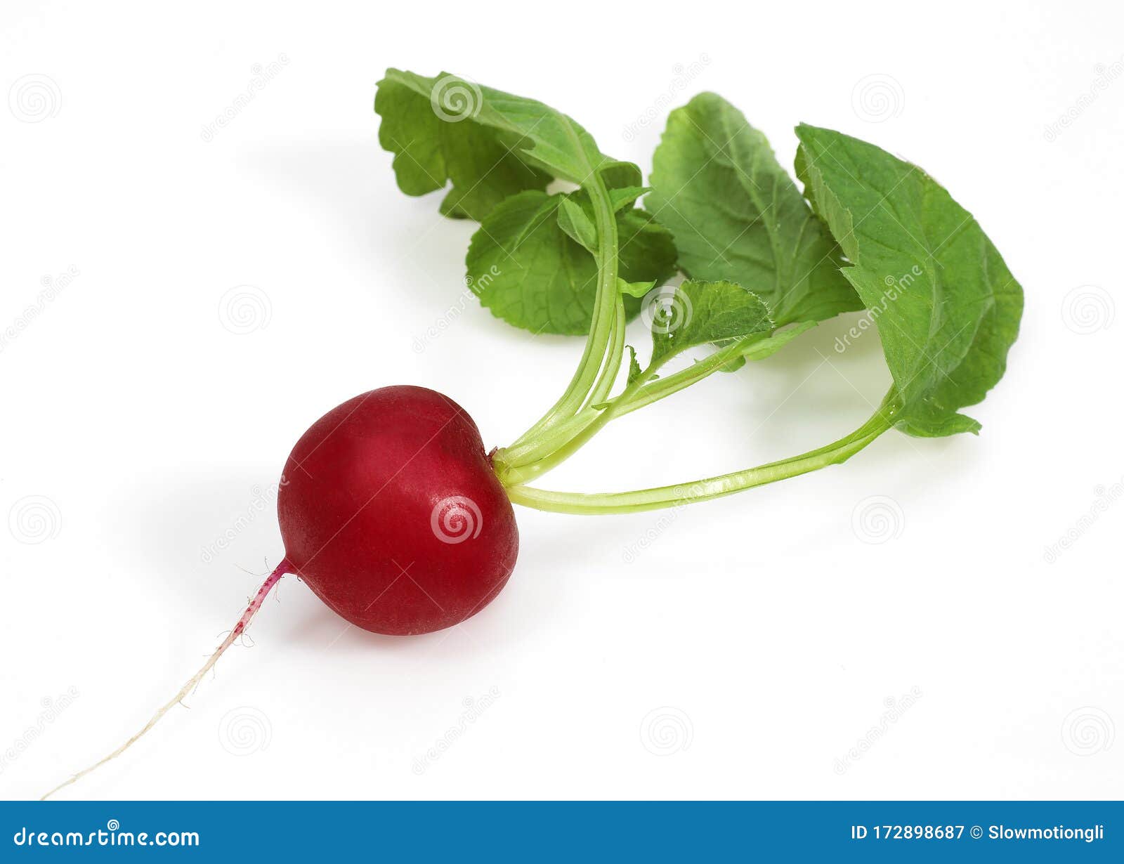 RADIS ROUGE stock image. Image of food, radish, ingredient - 172898687