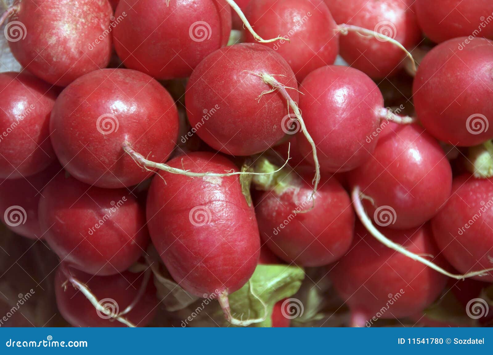 Radish stock photo. Image of close, isolated, healthy - 11541780