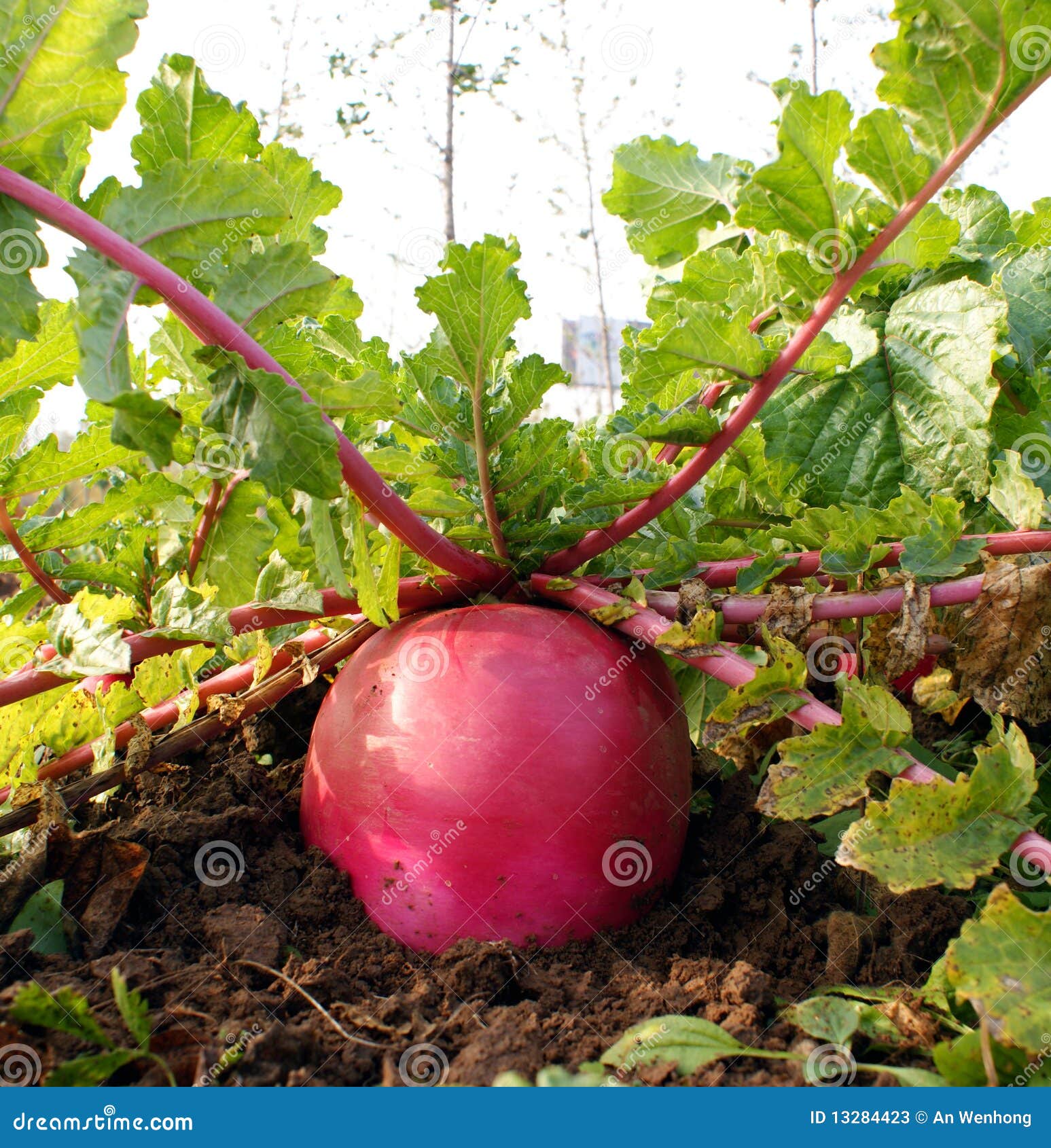 Radish stock image. Image of mature, close, growth, delicious - 13284423
