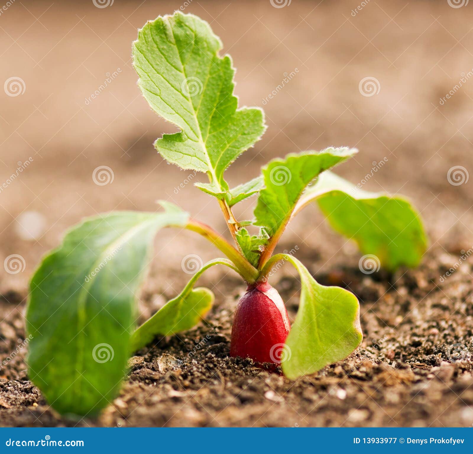 Radish stock image. Image of nature, radish, growing - 13933977