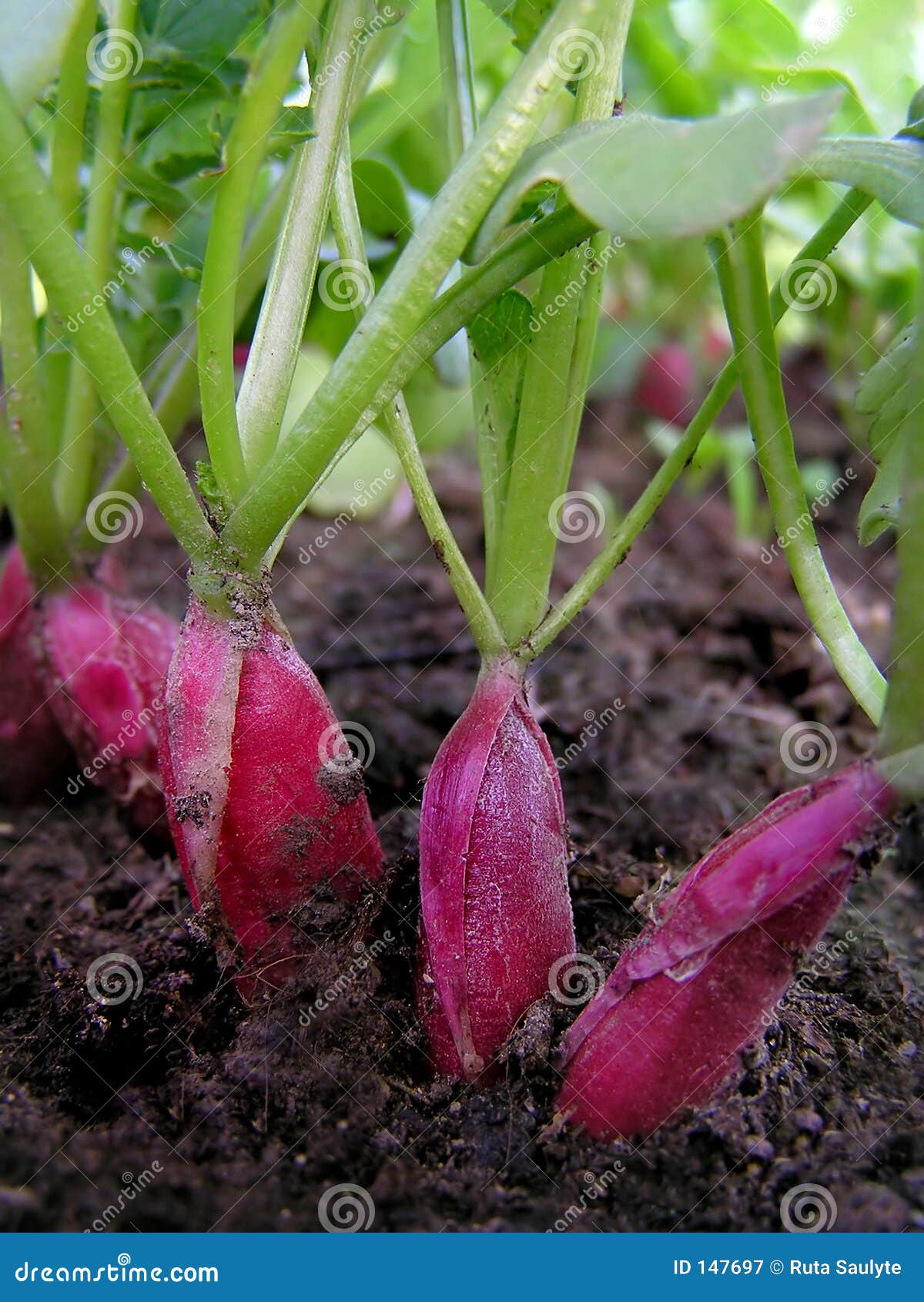 Radish stock image. Image of agriculture, natural, ingredient - 147697
