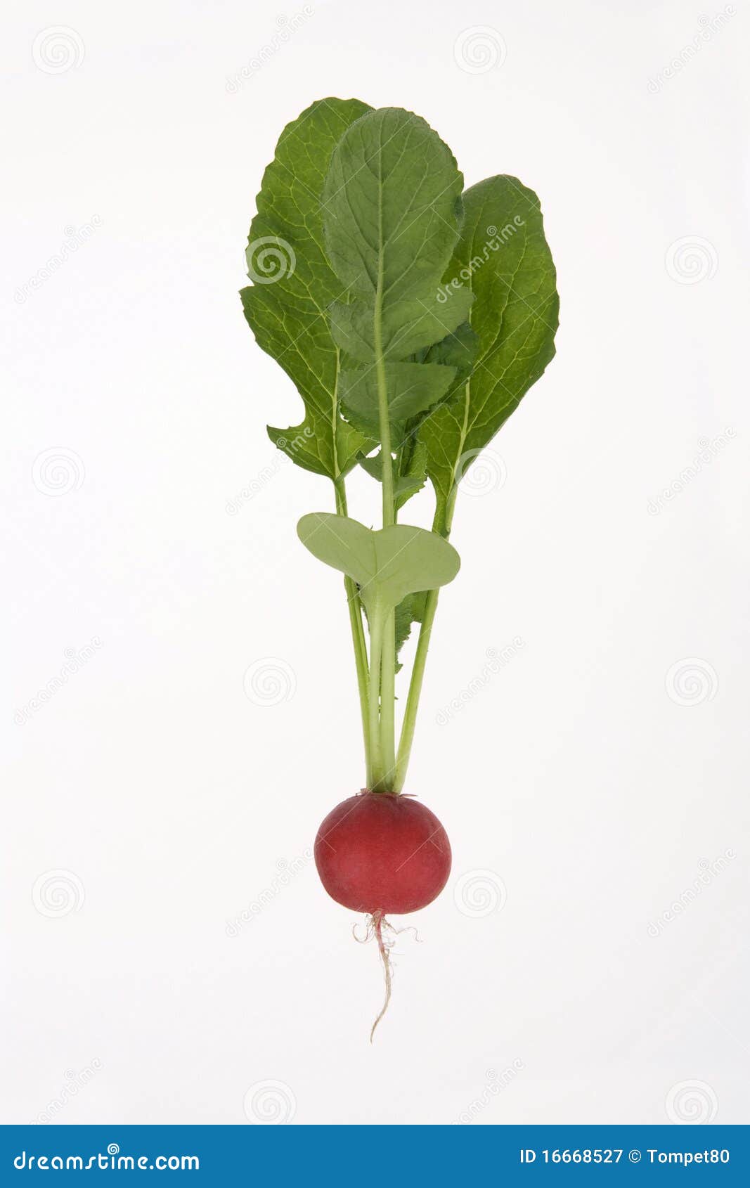 Radish. stock image. Image of group, food, meal, agriculture - 16668527