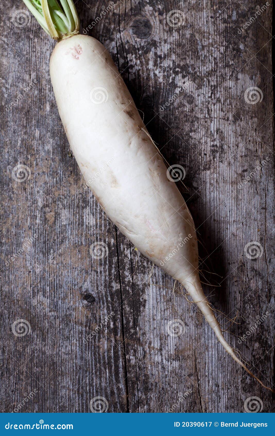 Radish stock image. Image of texture, plant, root, organic - 20390617