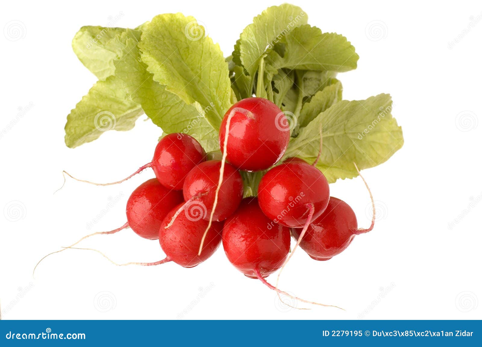 Radish stock image. Image of cucumber, asian, close, tasty - 2279195