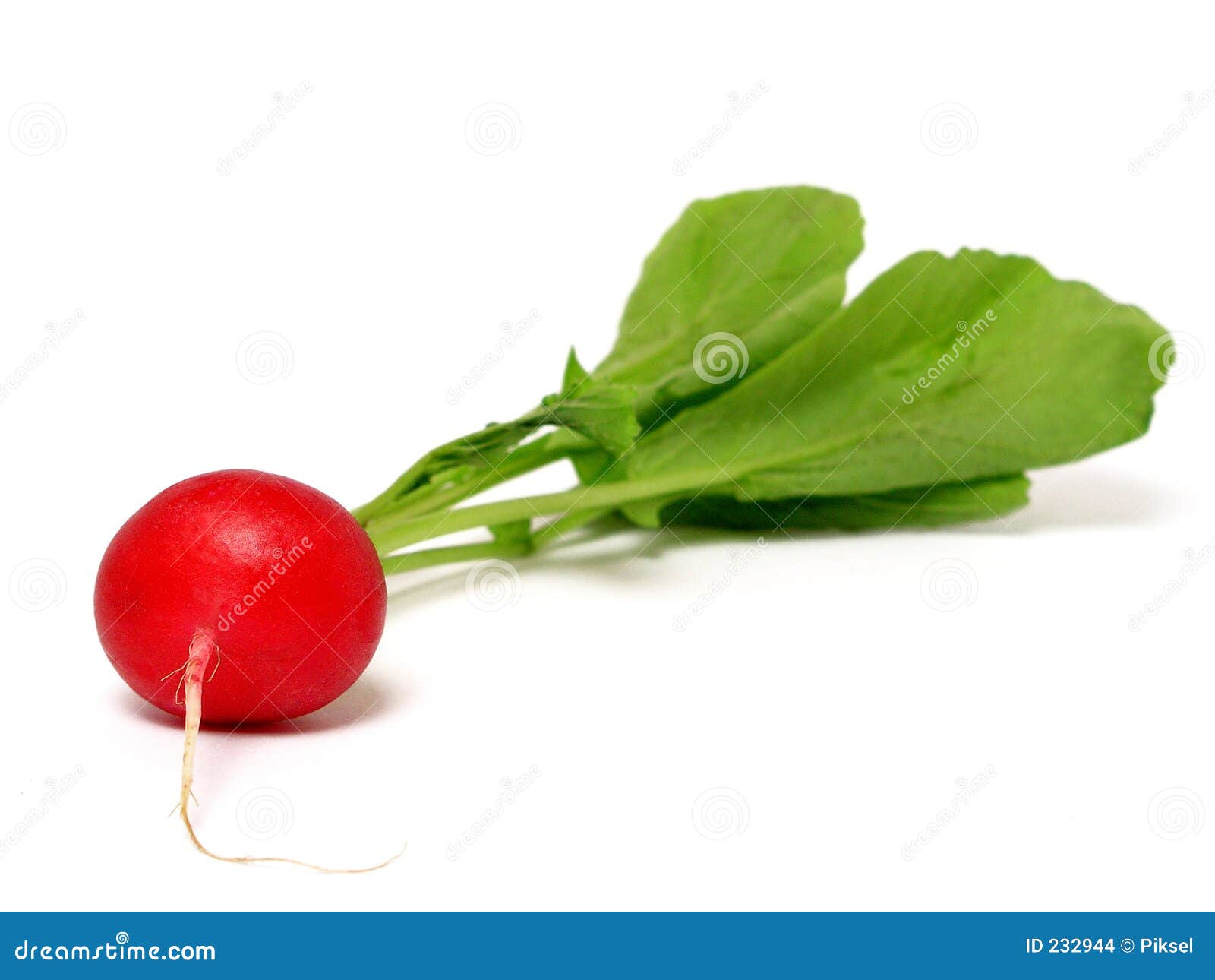Radish stock photo. Image of color, health, diet, green - 232944