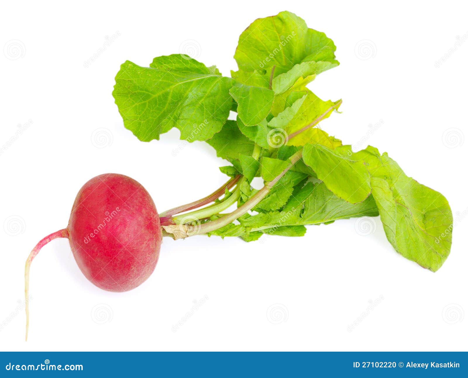 Radish stock photo. Image of nature, intact, organic - 27102220