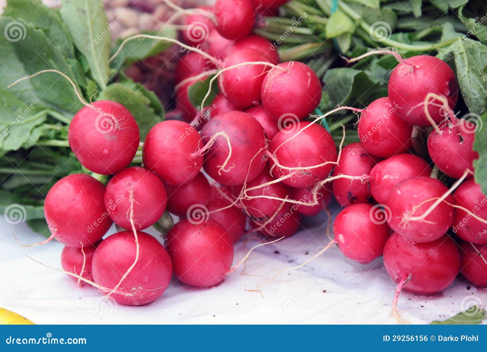 Radish stock photo. Image of springtime, fresh, sativus - 29256156