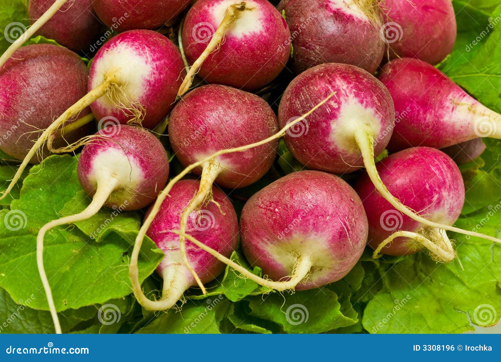 Radish stock photo. Image of home, diet, macro, isolated - 3308196