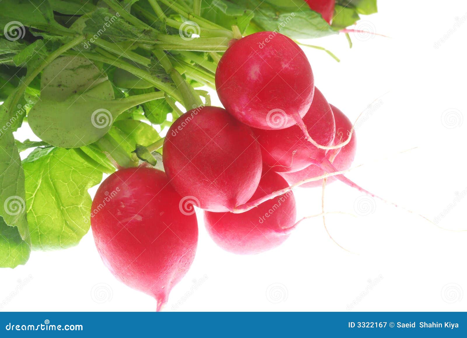 Radish stock image. Image of isolated, garden, organic - 3322167