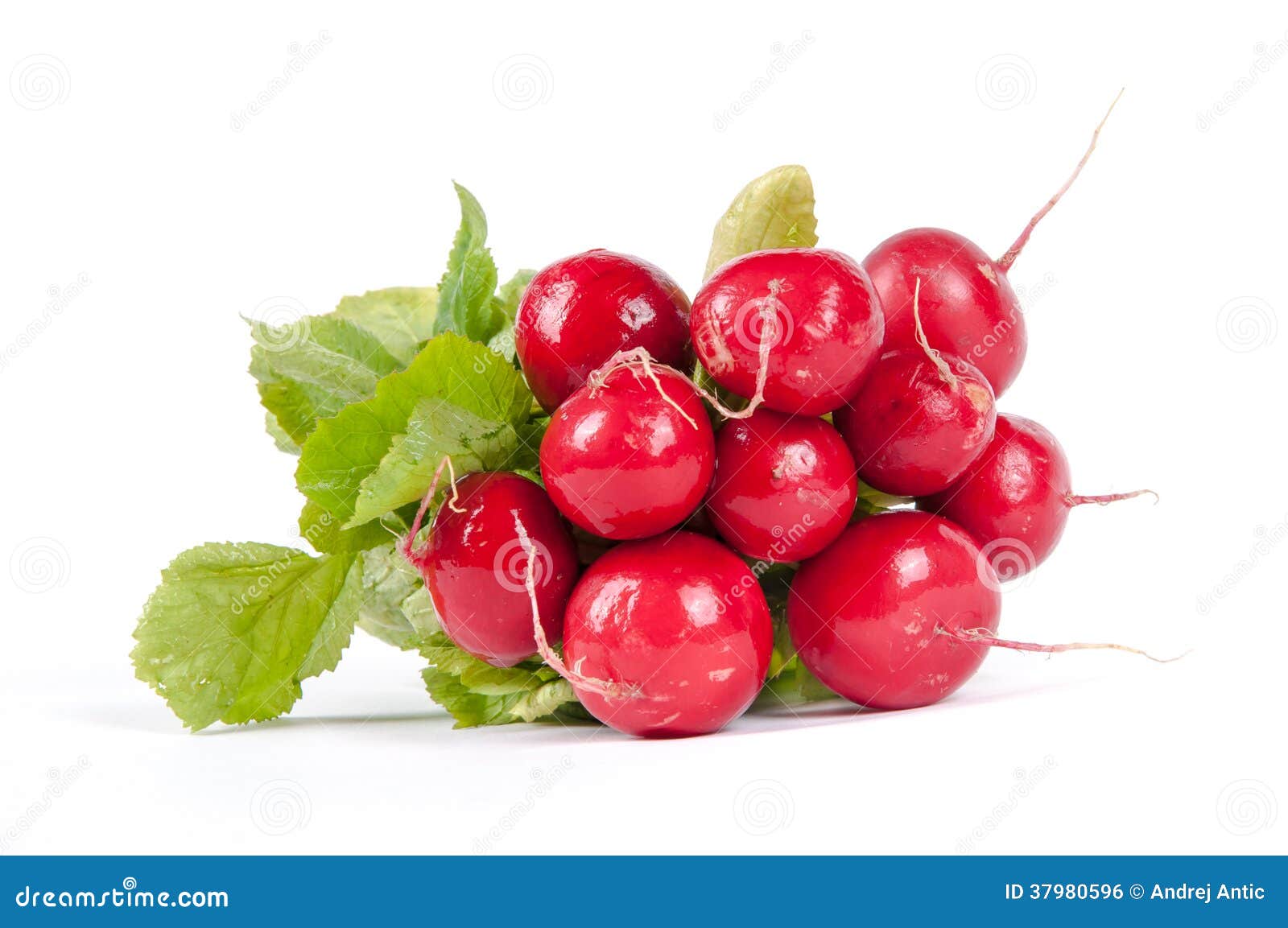 Radish stock photo. Image of nature, cooking, health - 37980596