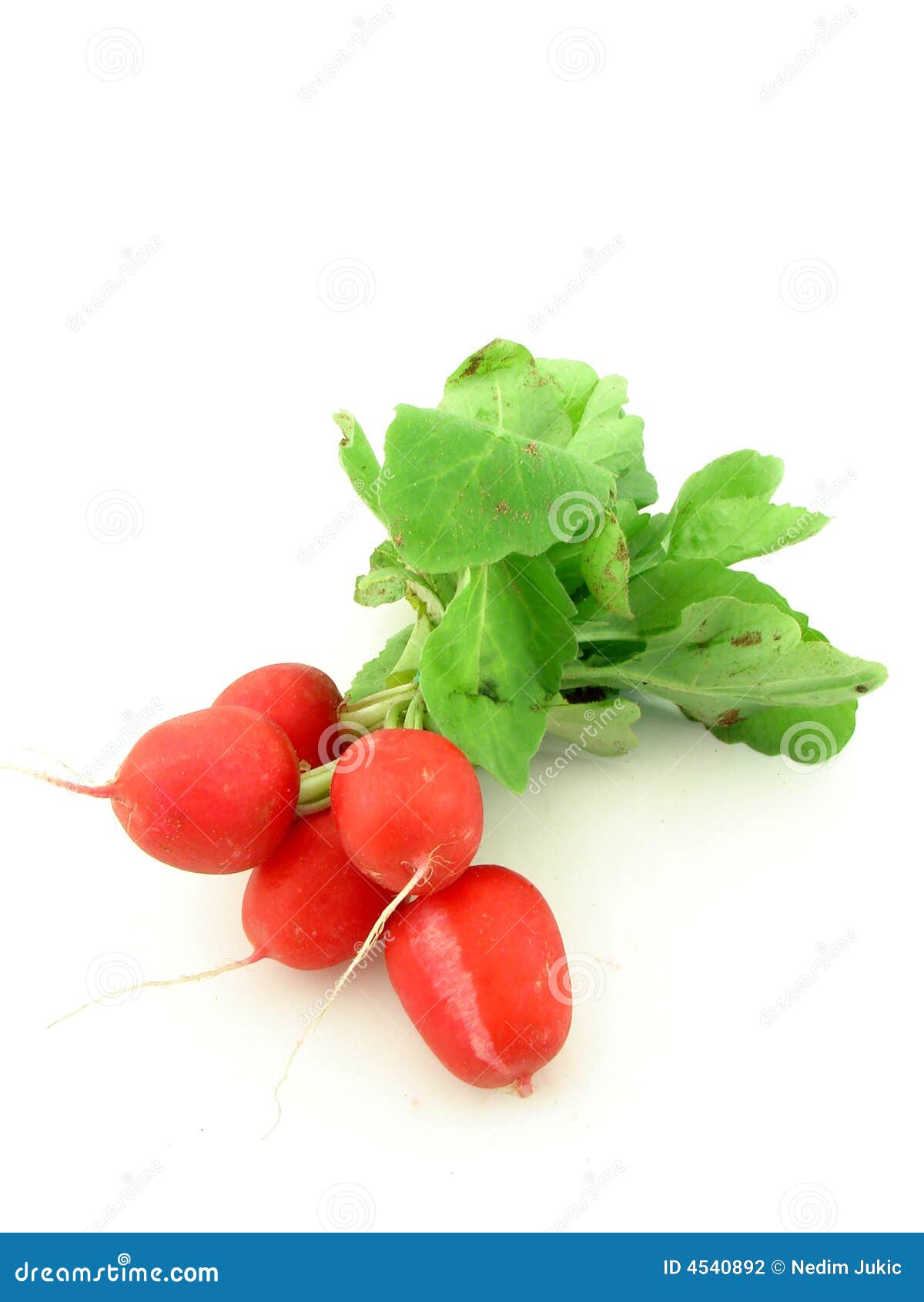 Radish stock photo. Image of little, vitamins, homegrown - 4540892