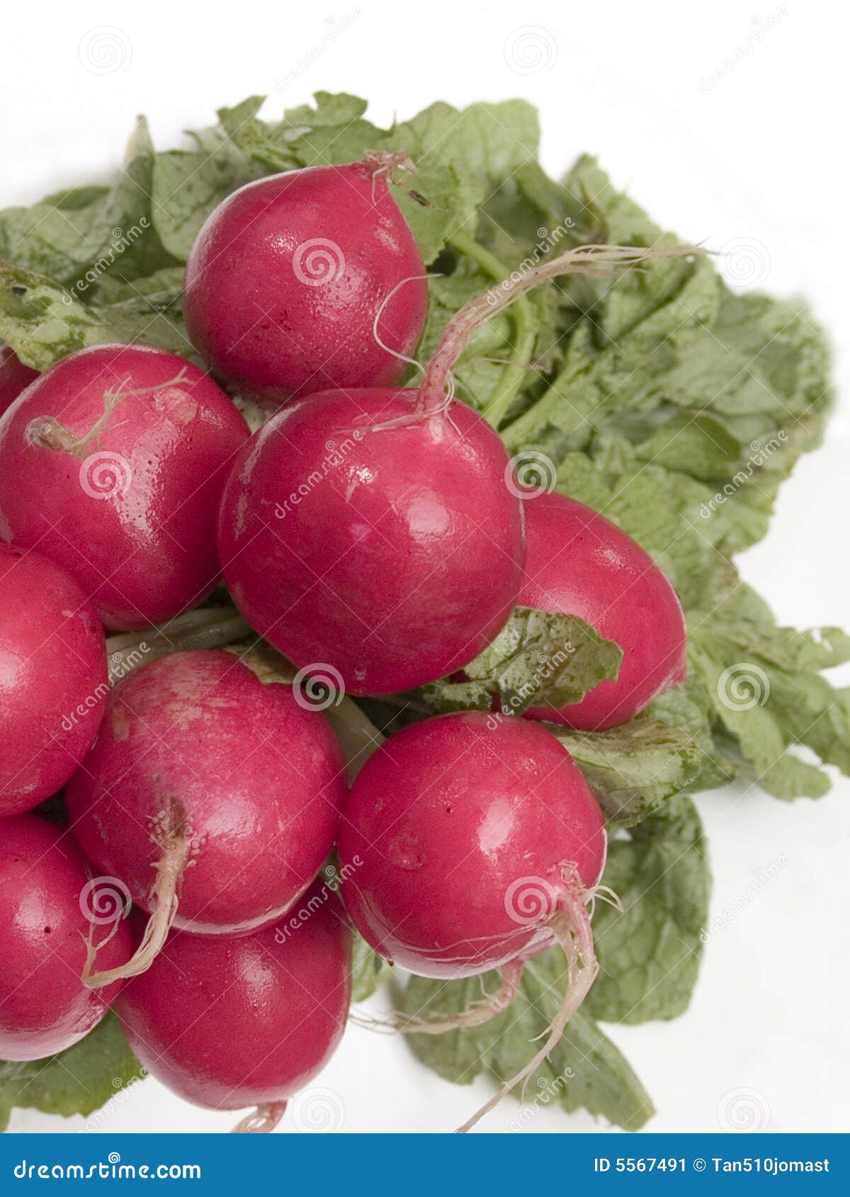 Radish stock image. Image of cherry, skinned, edible, brassicaceae ...