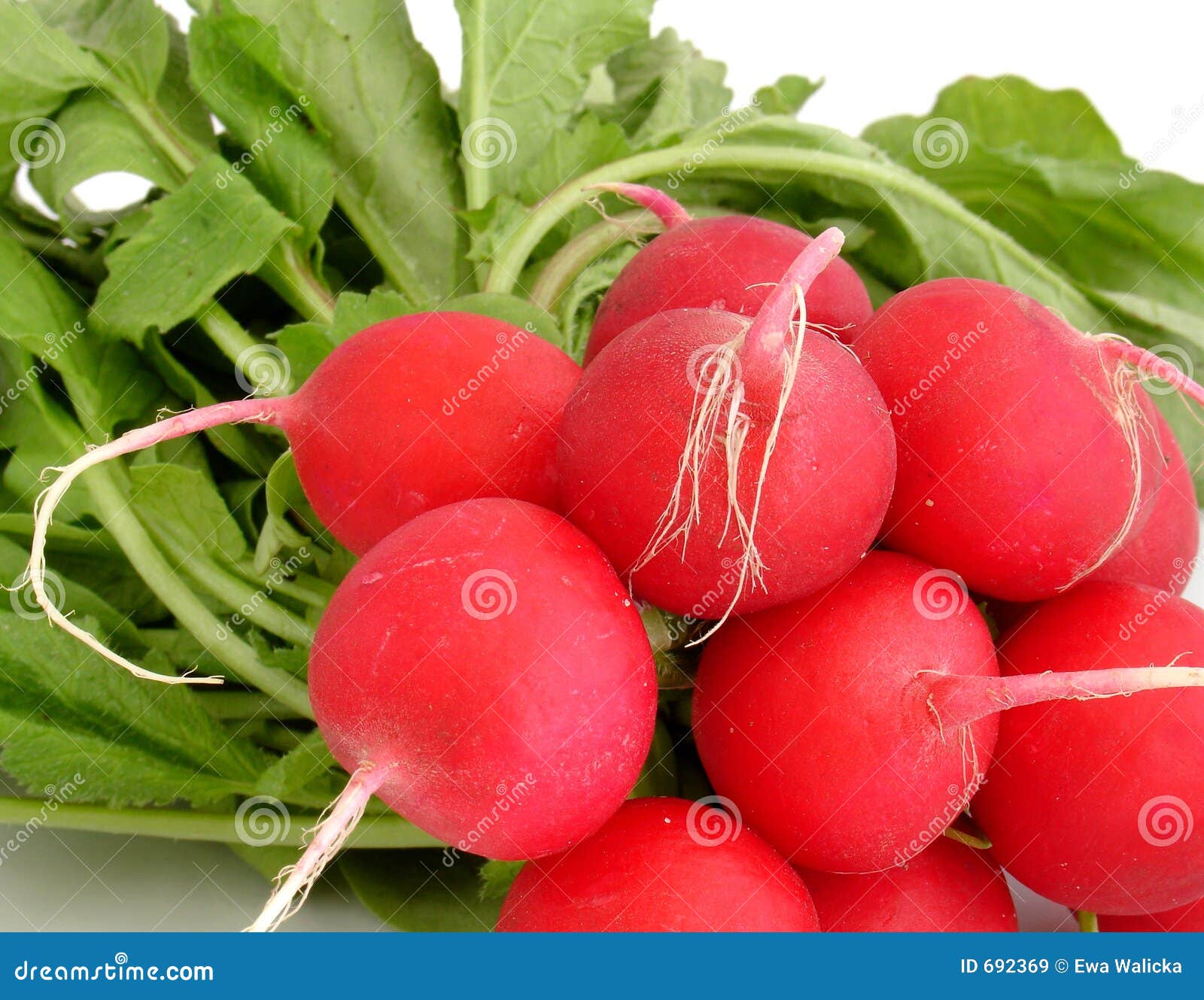 Radish stock image. Image of organic, healthy, catering - 692369