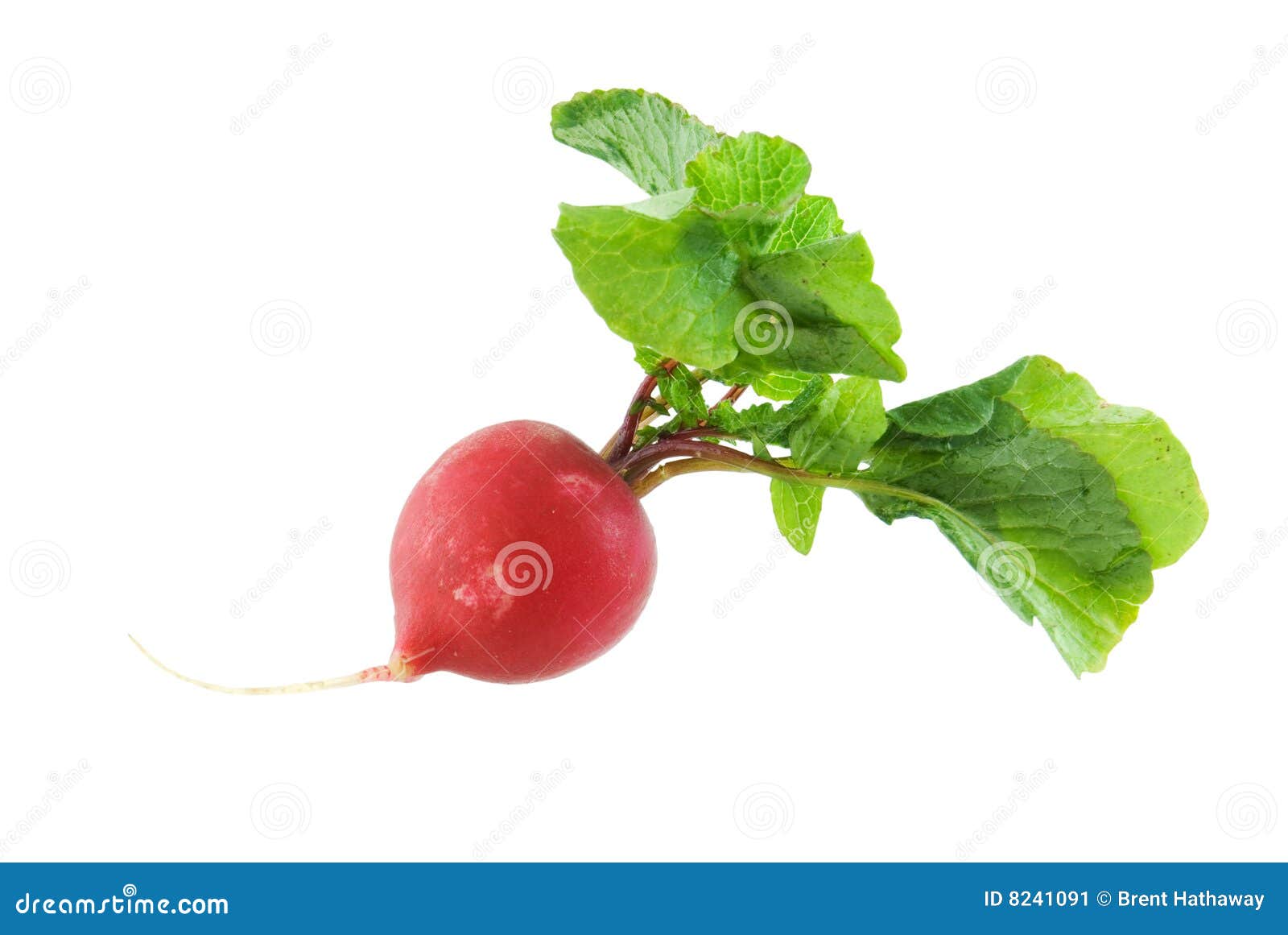 Radish stock image. Image of ingredient, diet, vegetable - 8241091