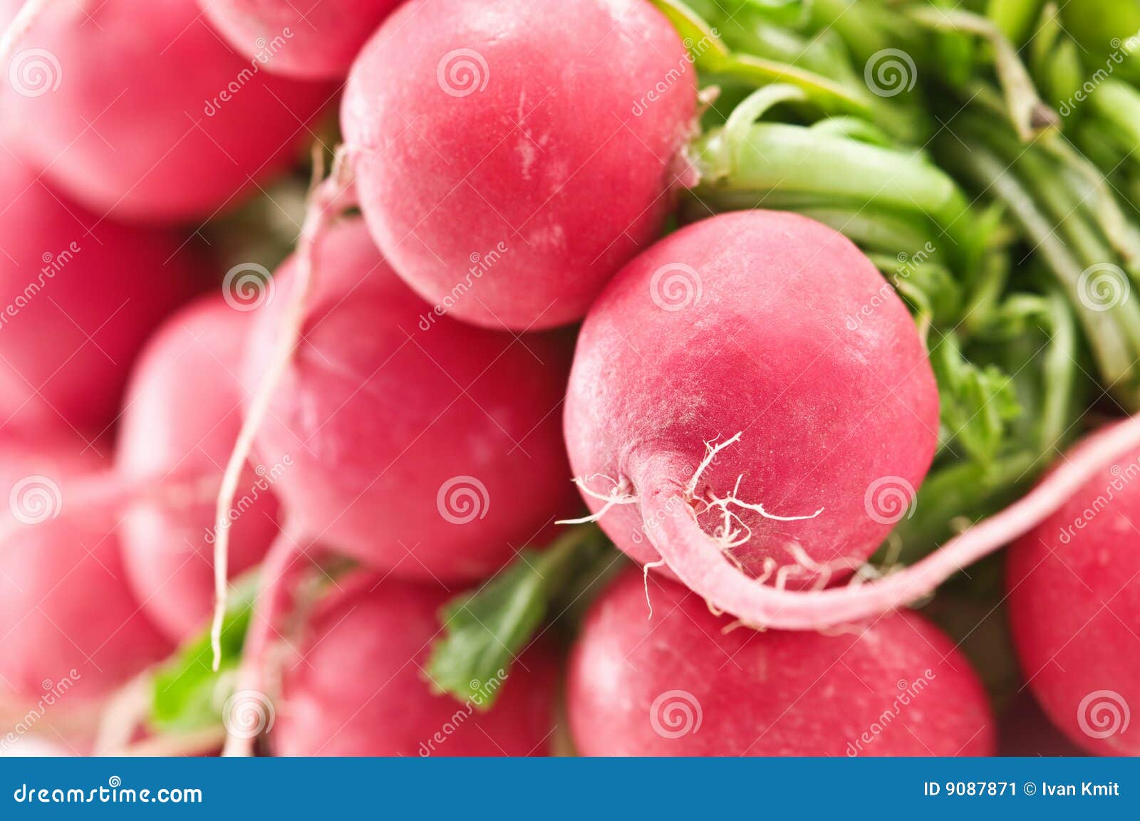 Radish stock image. Image of radish, root, white, close - 9087871