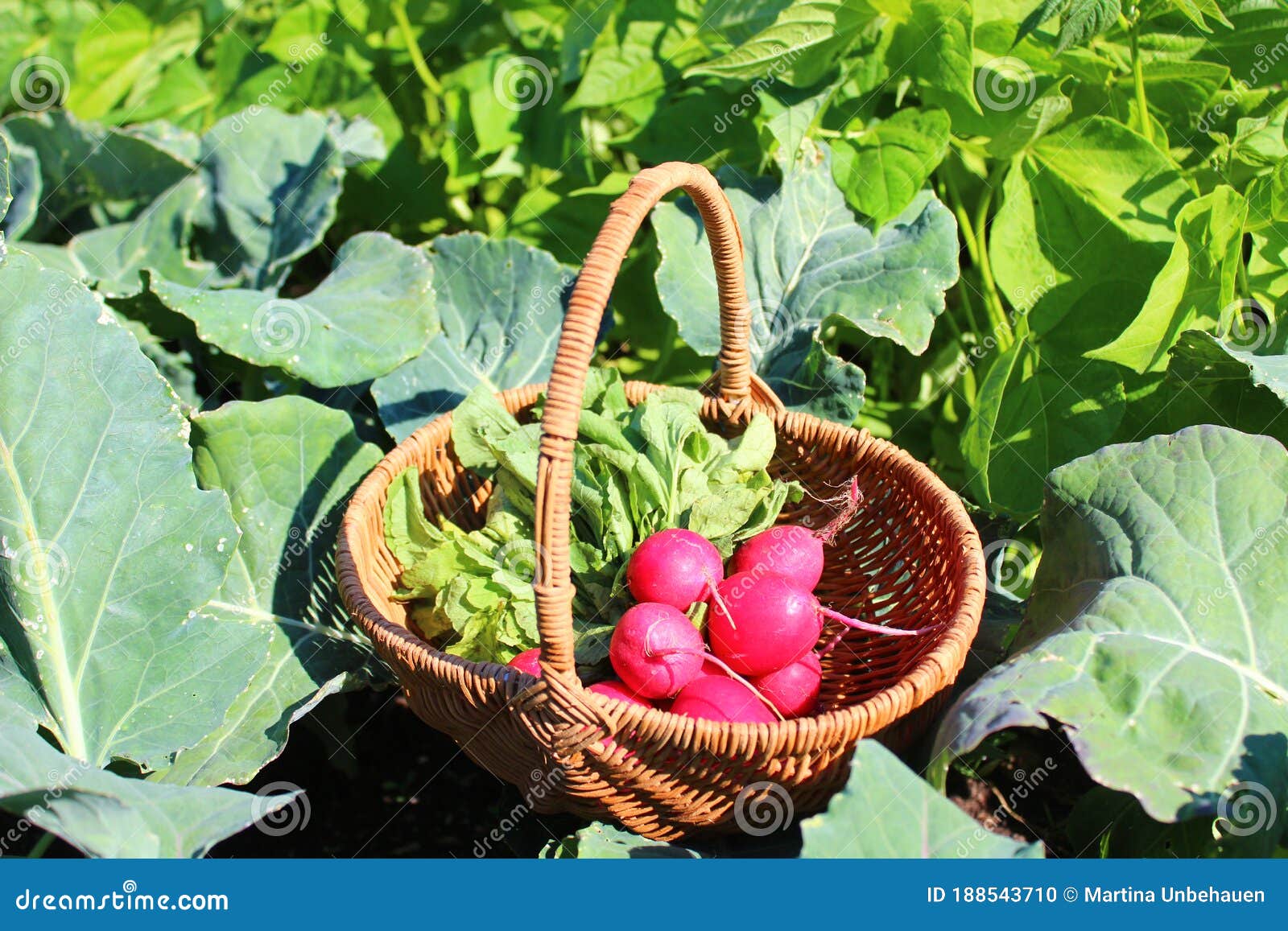 Radish in a Basket in the Garden Stock Photo - Image of nature, garden ...