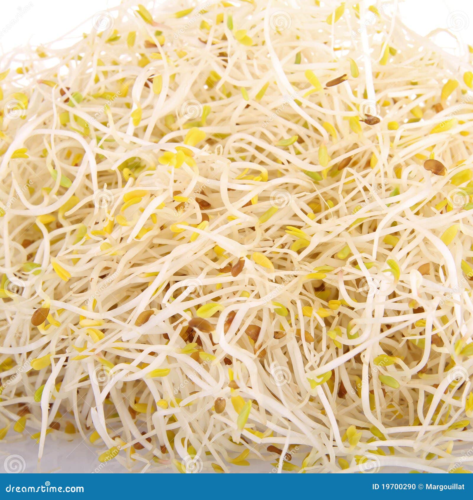 Radish bean sprout stock photo. Image of soybean, bean - 19700290