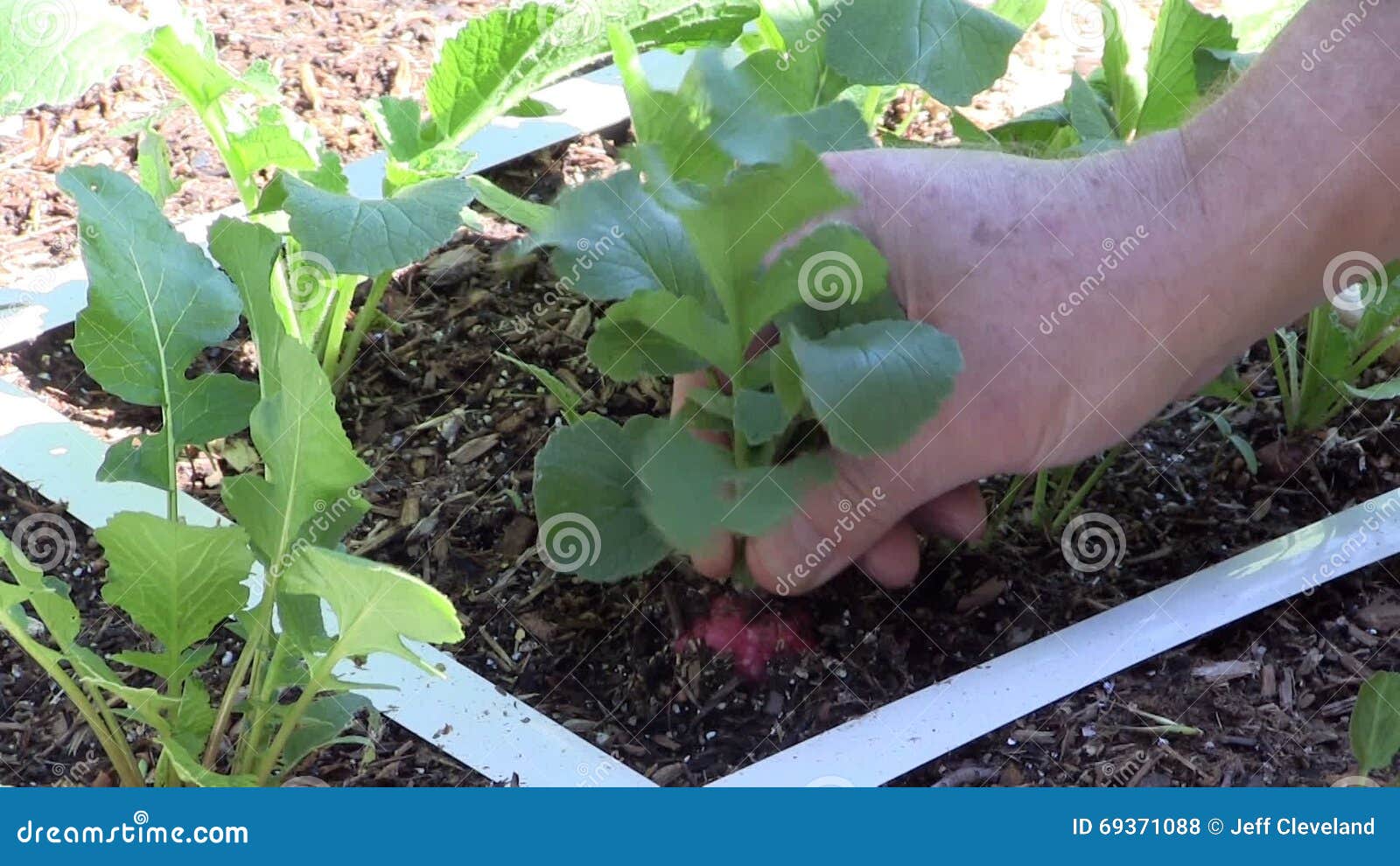 Radish Being Picked from Backyard Garden Older Male Hand Stock Footage ...