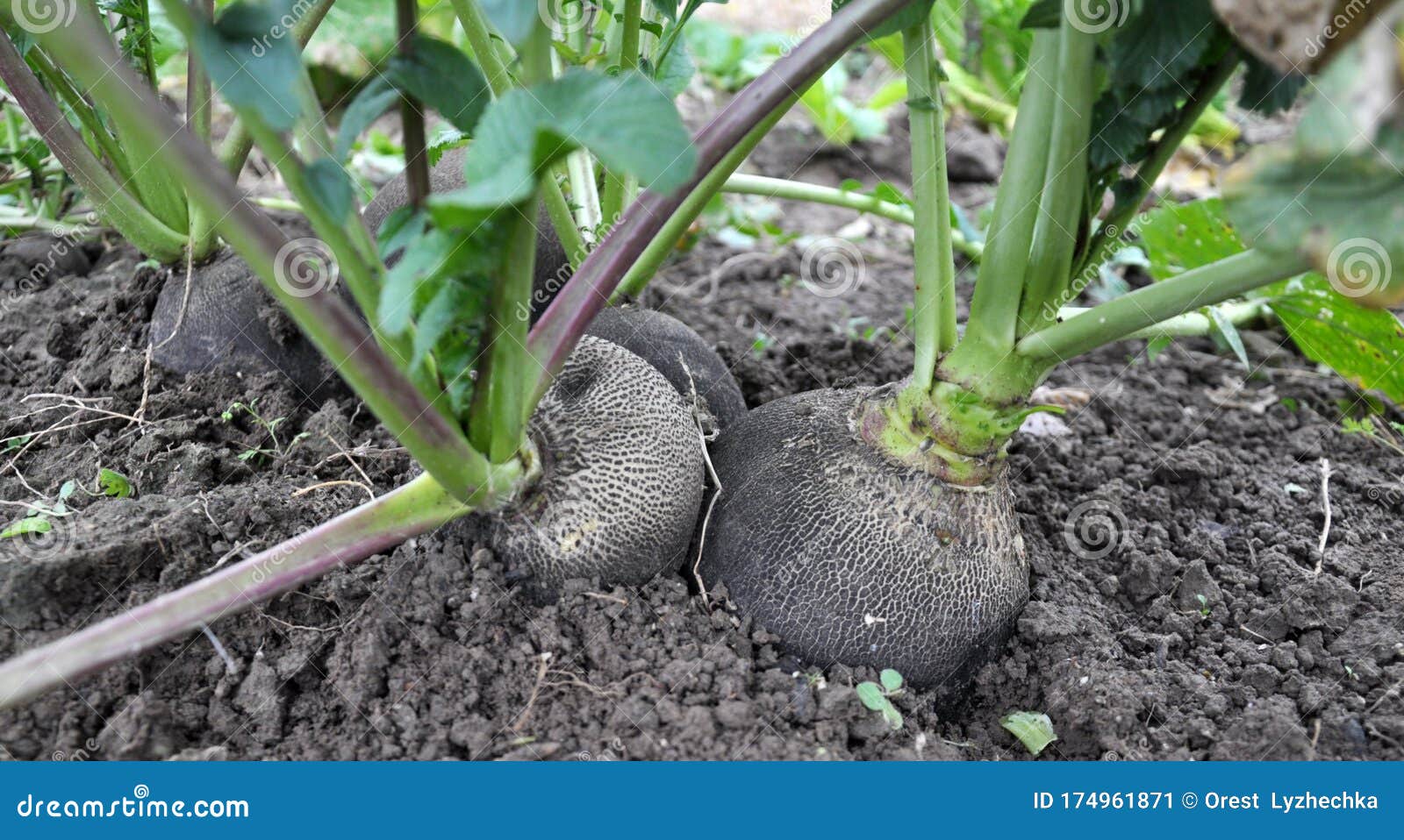 Radish black sowing stock image. Image of nature, natural - 174961871